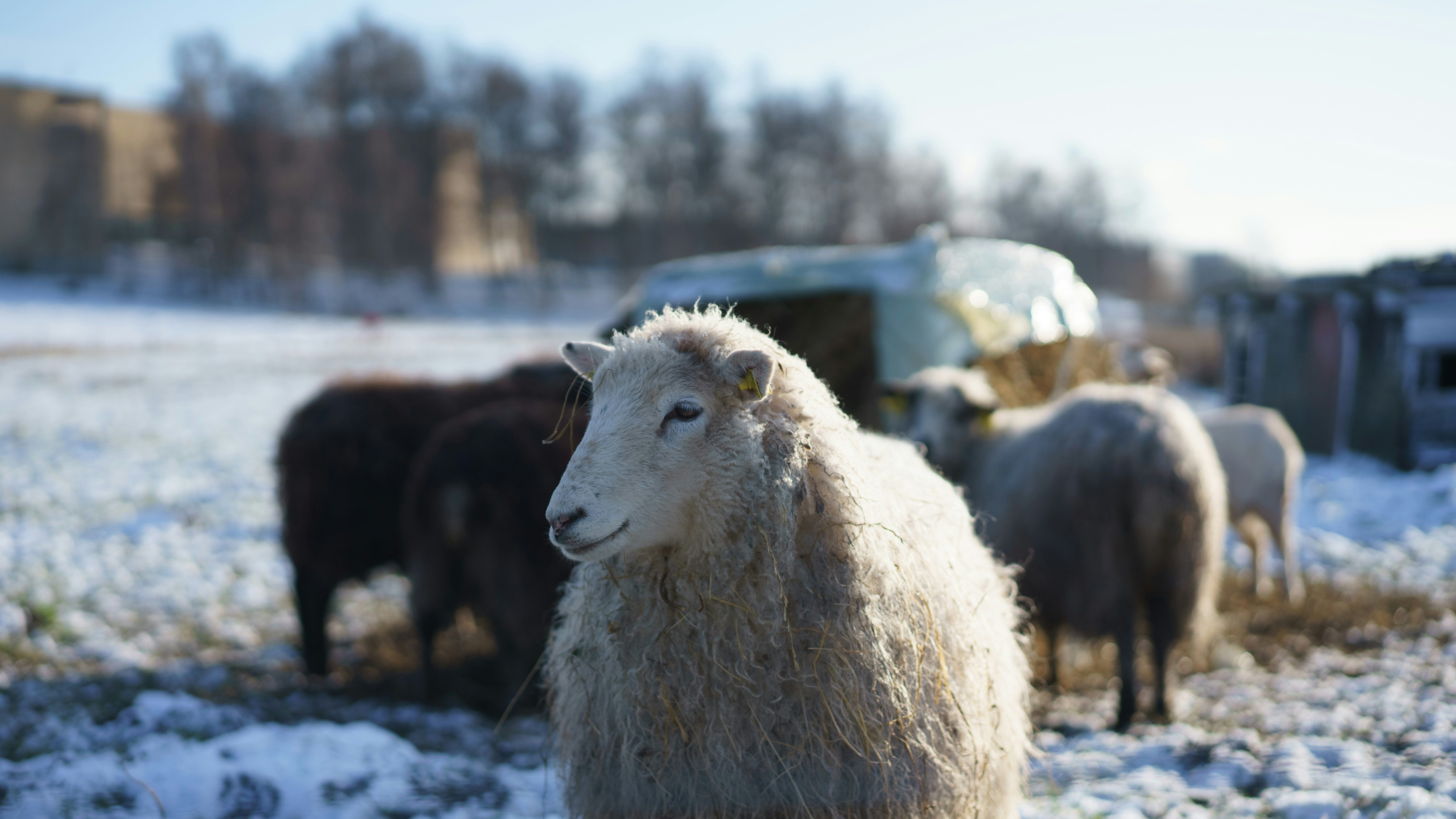 white sheep on snow covered ground during daytime