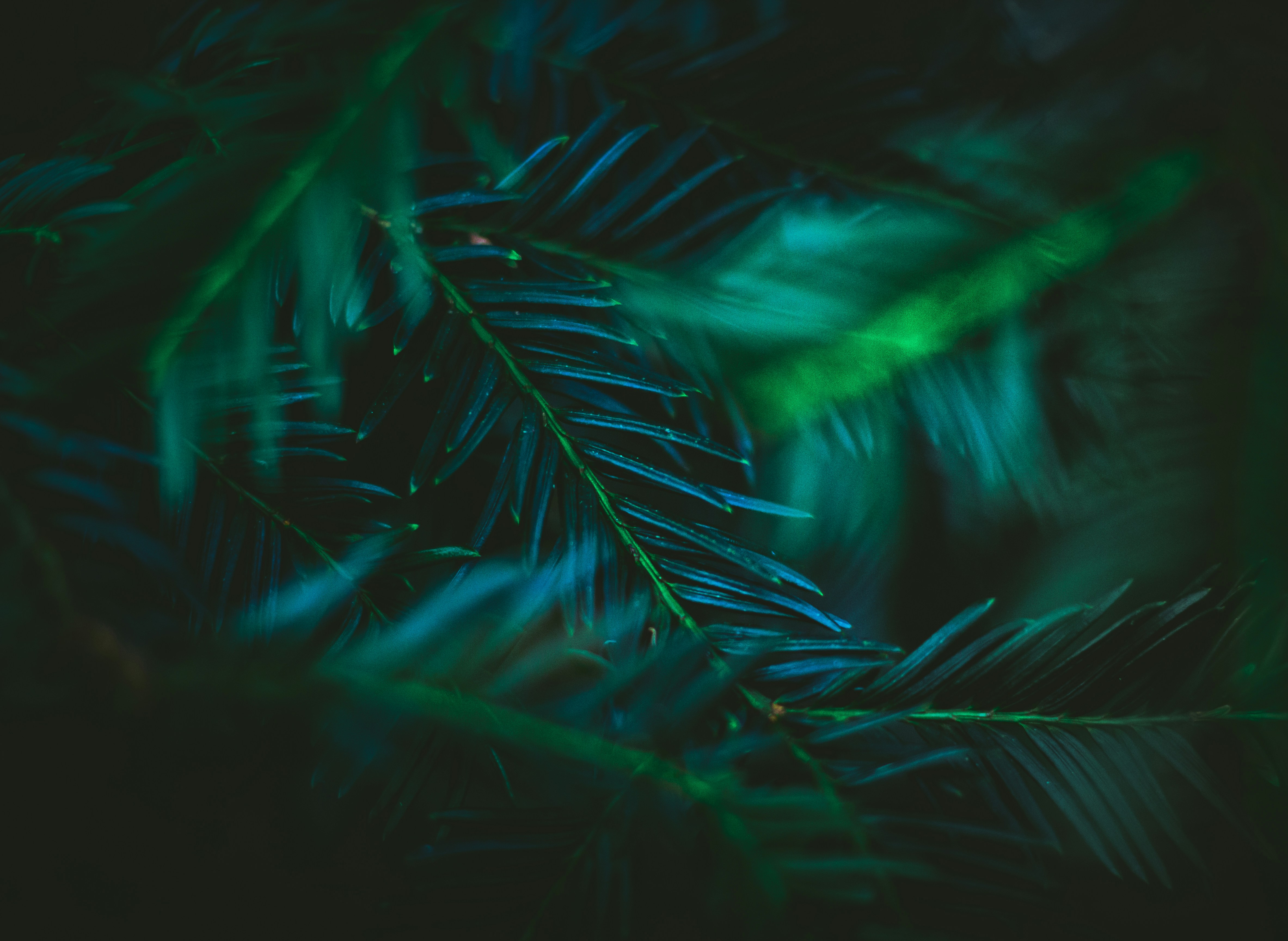 Close-up of lush green foliage with intricate leaf patterns illuminated by soft light.