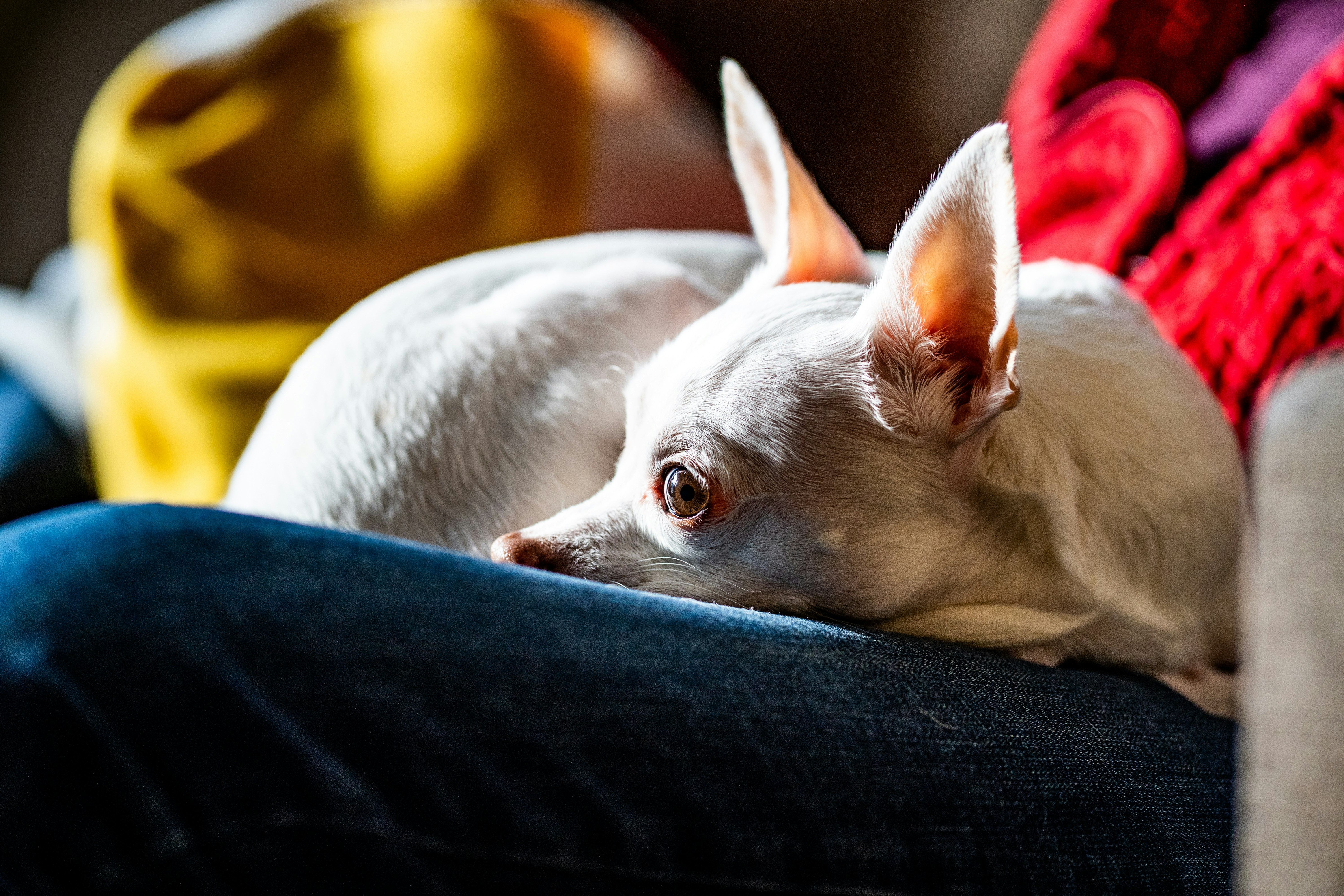 Chihuahua mix resting on a person's lap, bathed in warm sunlight.