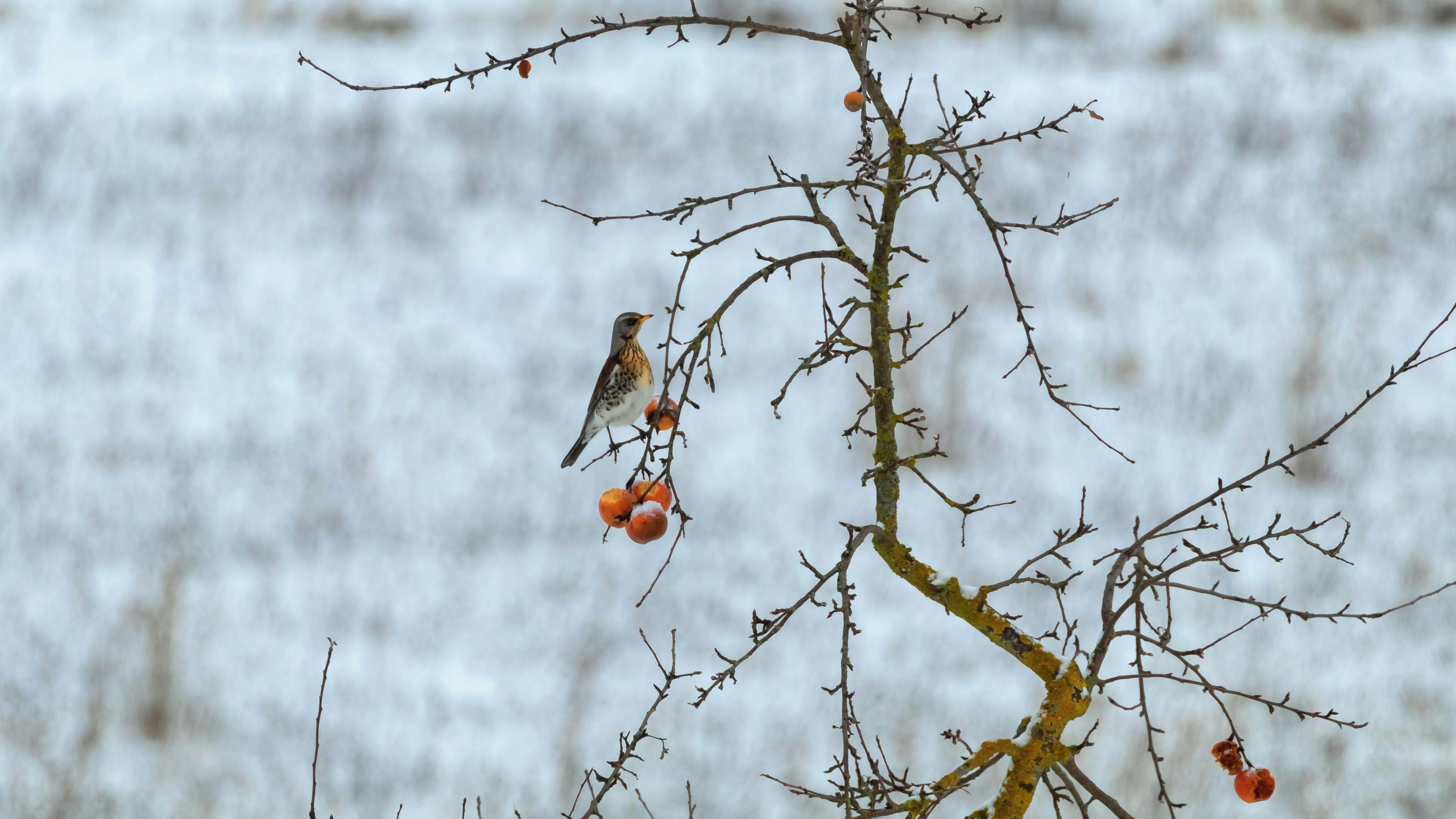 Bird perched on a bare branch, surrounded by bright orange fruits against a snowy backdrop.