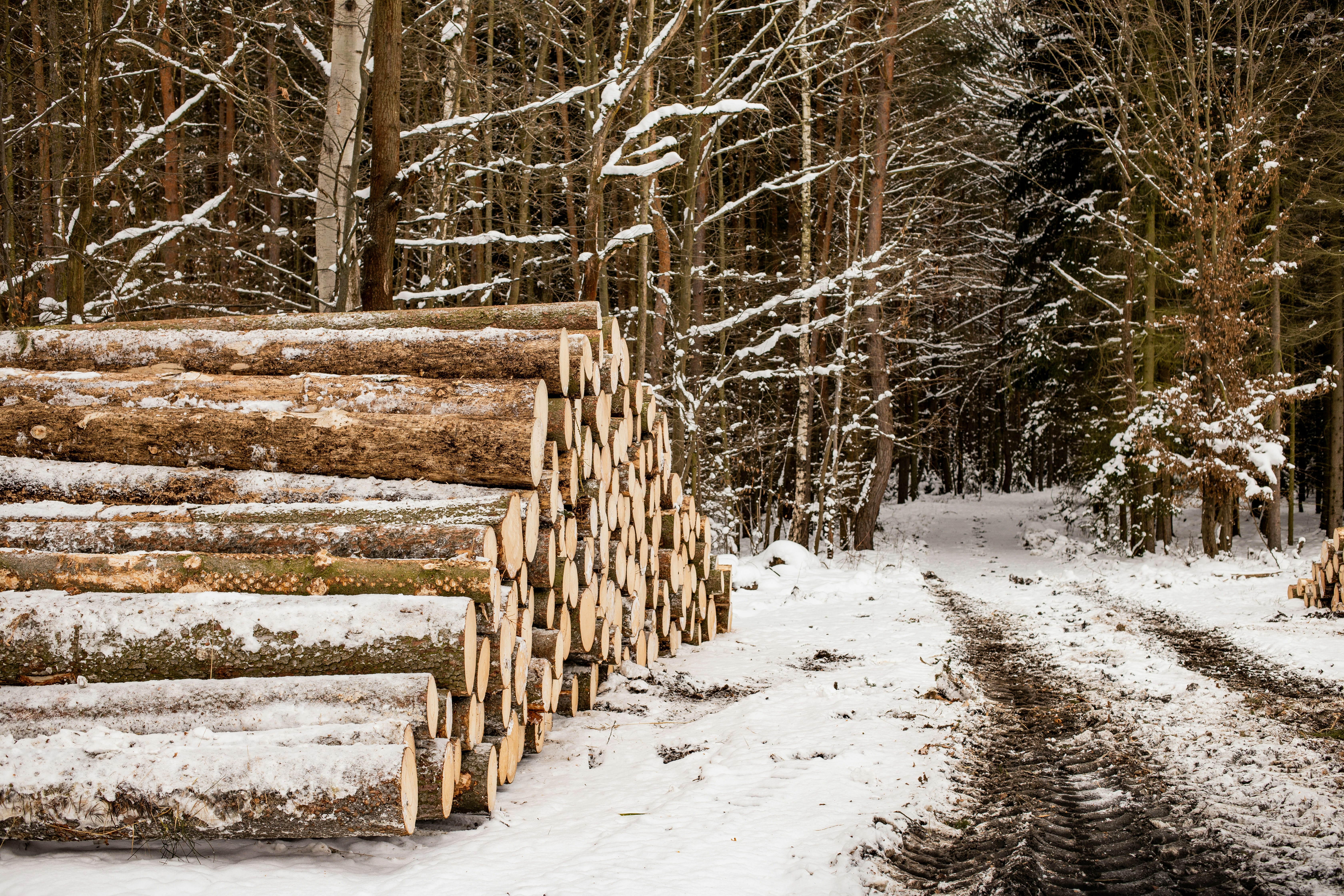 Timber Stacks at a Snow-Worn Forest Road