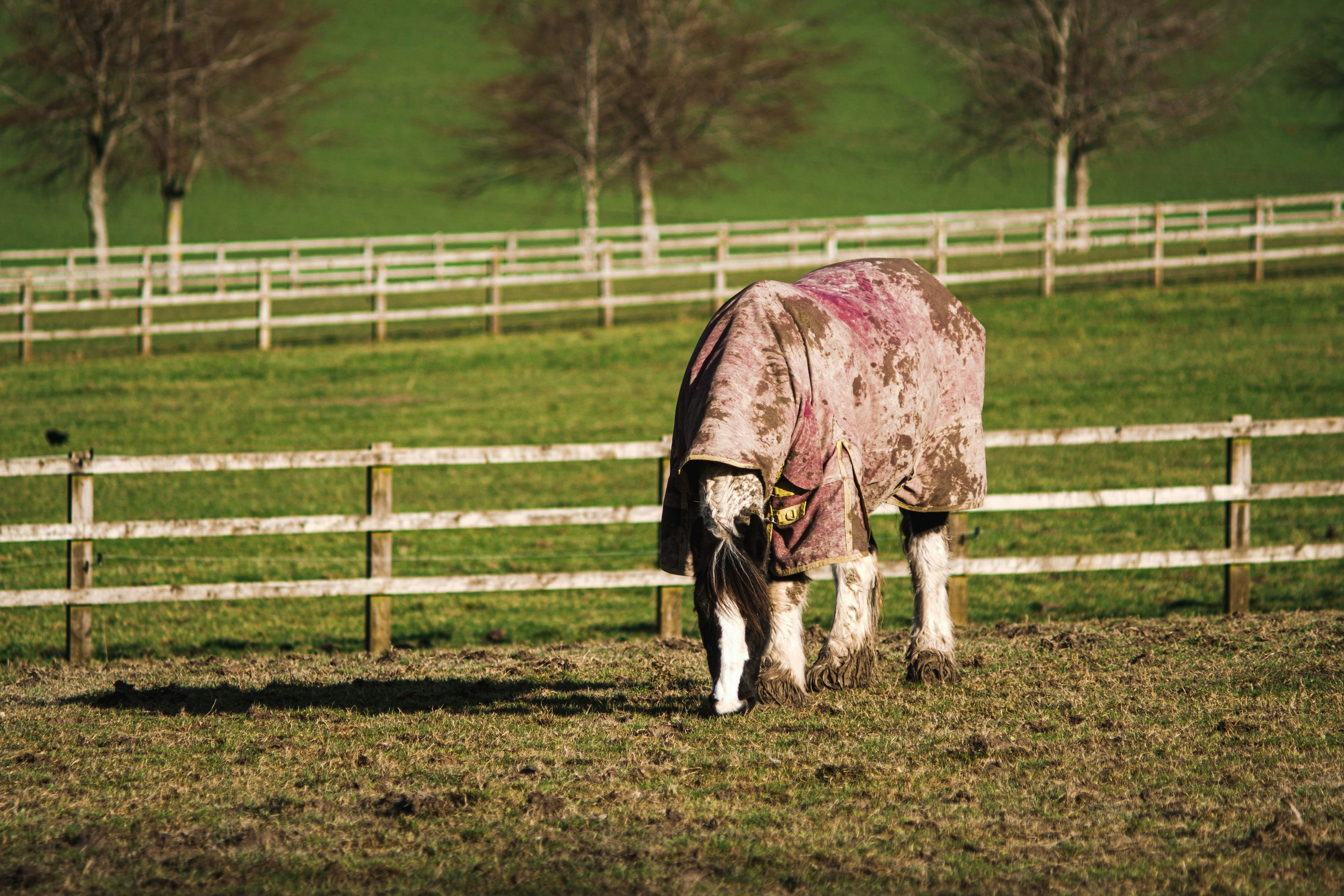 Mud-streaked Horse in a Sunlit Paddock Framed by White Rails