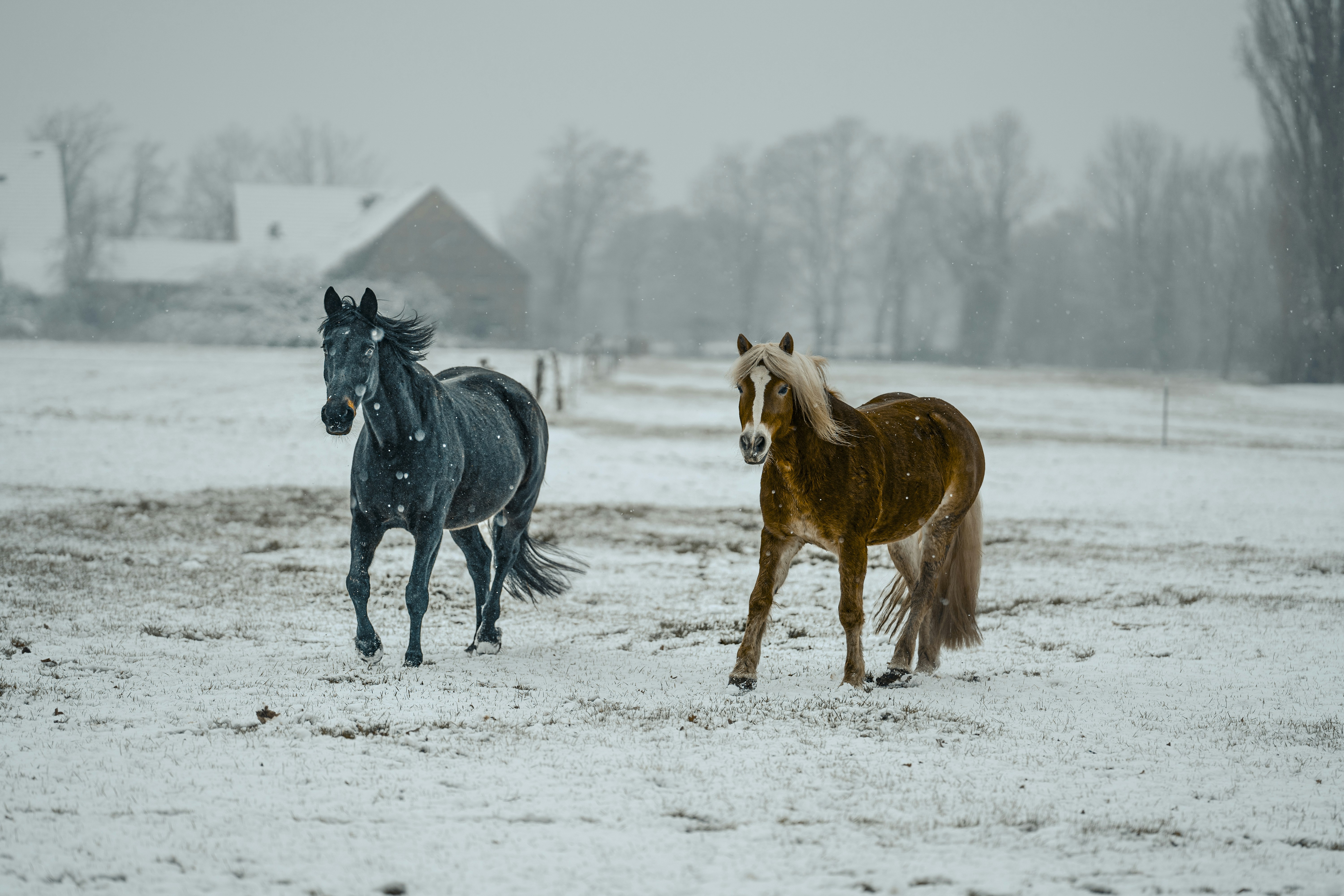 brown and black horse on snow covered ground during daytime