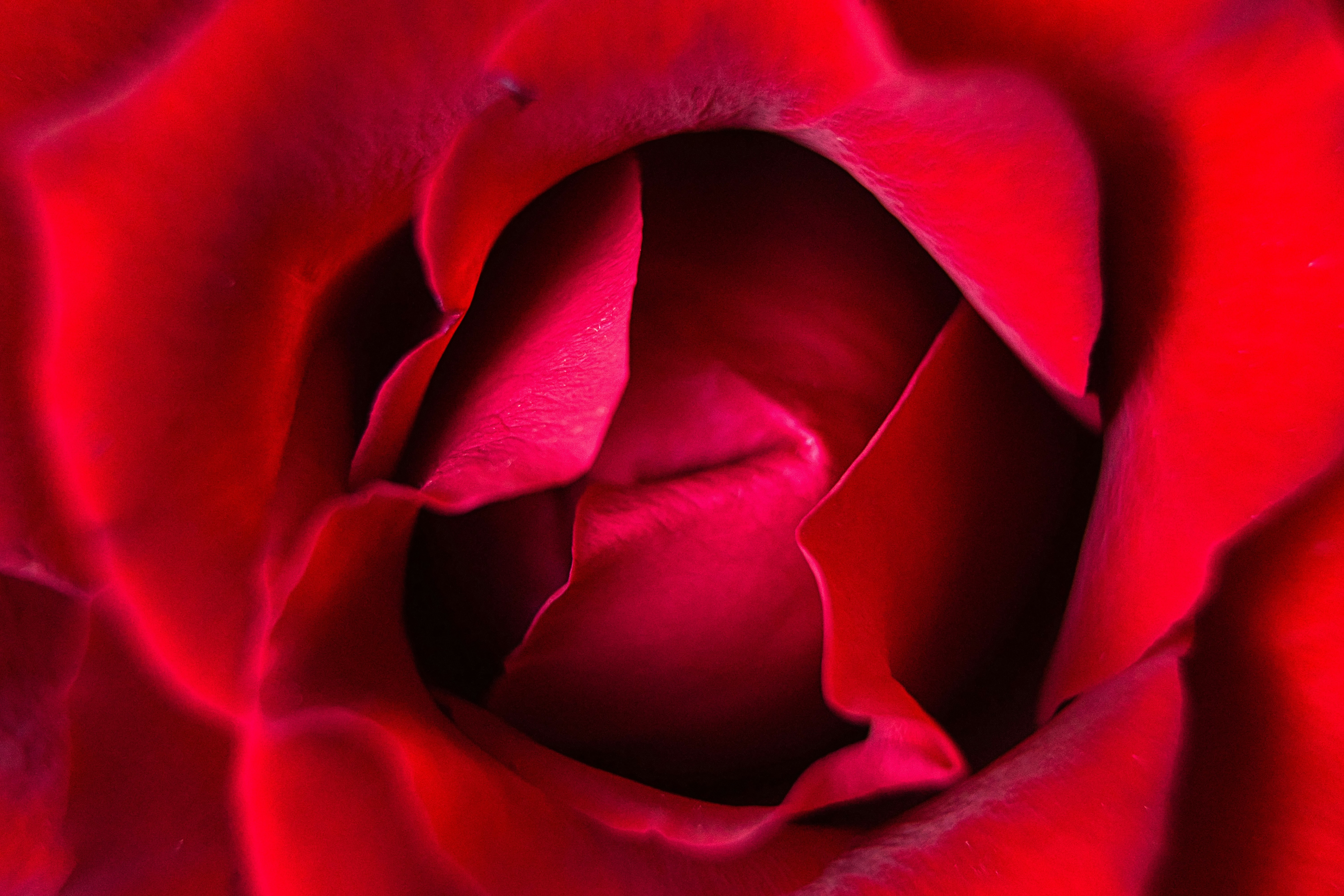 Close-up view of a red rose, showcasing the intricate layers of its petals and the soft curves that draw the eye inward.
