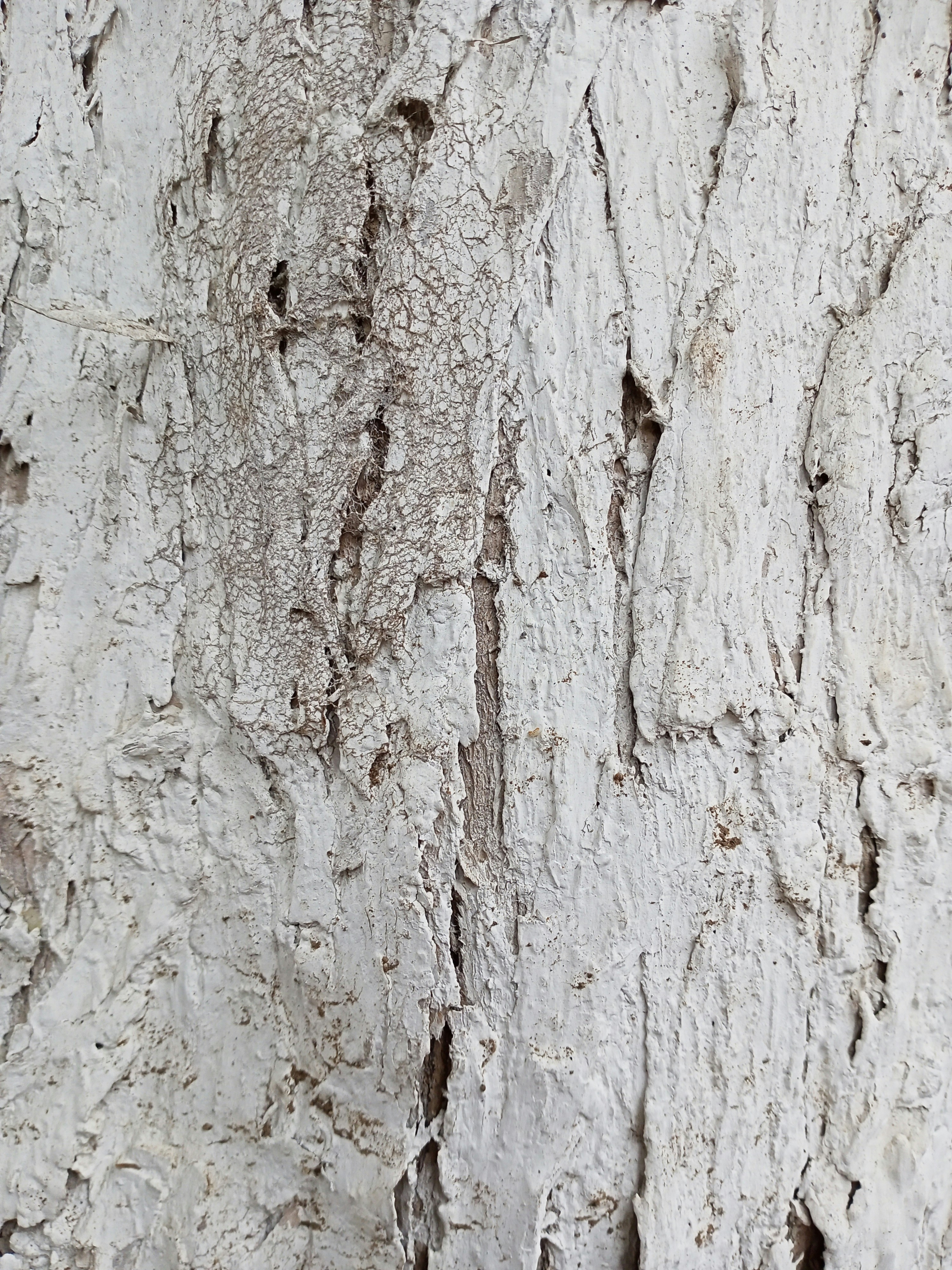 White Ash Bark Texture