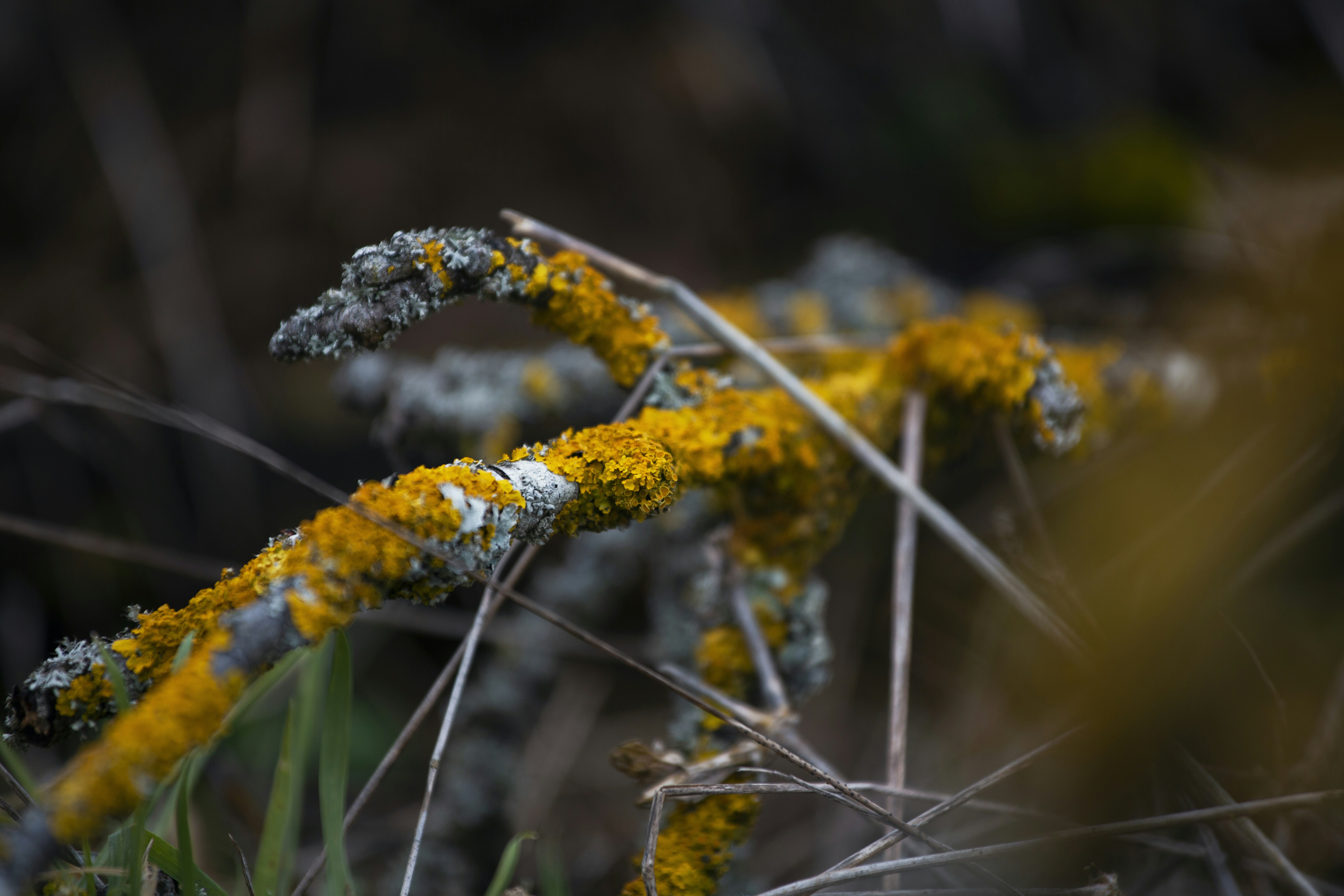 A close-up view of a moss-covered branch adorned with bright yellow lichen, surrounded by soft, blurred foliage. The intricate textures and colors highlight the beauty of natural decay.