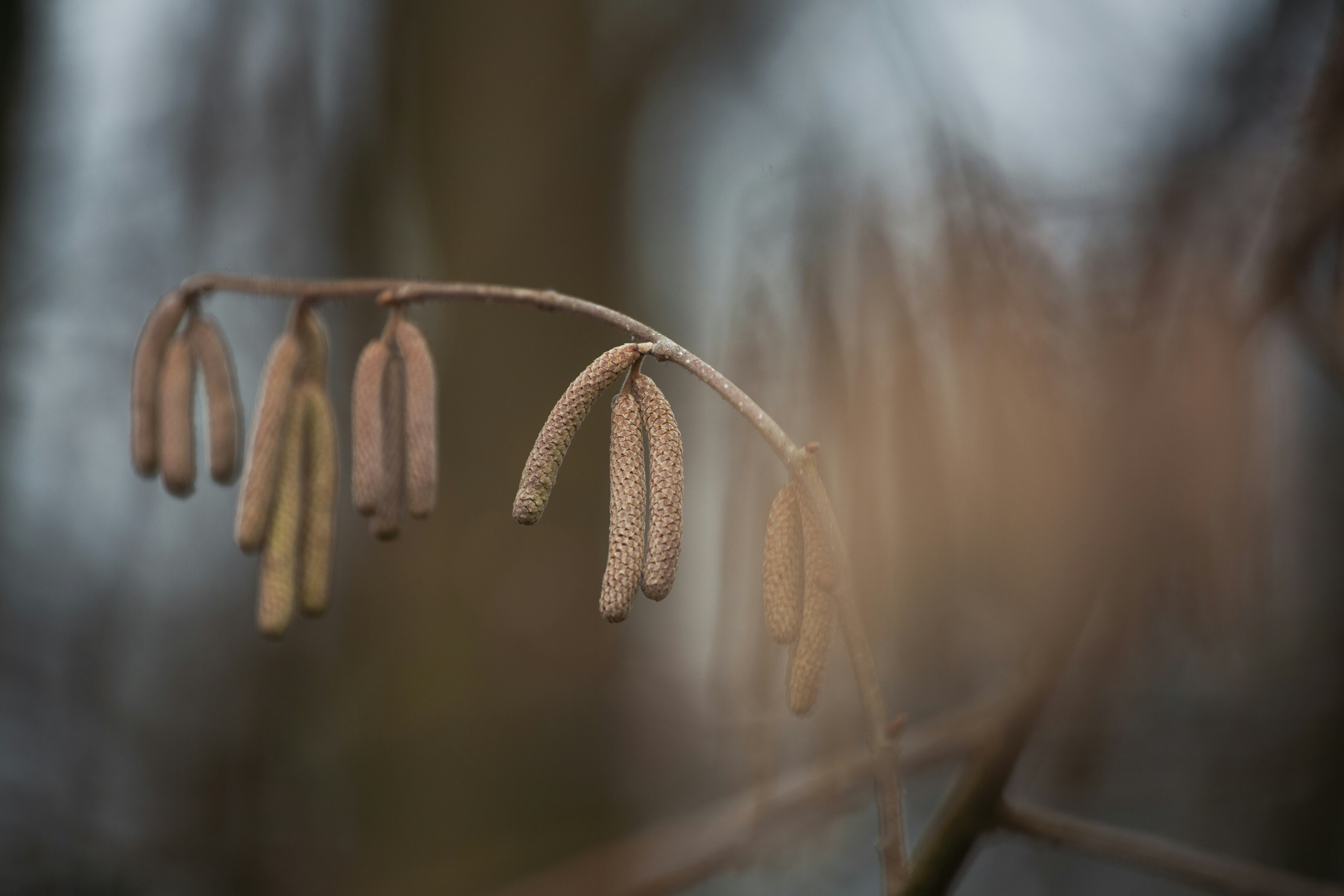 Delicate catkins hang from a slender branch, softly blurred against a muted background, capturing the essence of early spring's awakening.