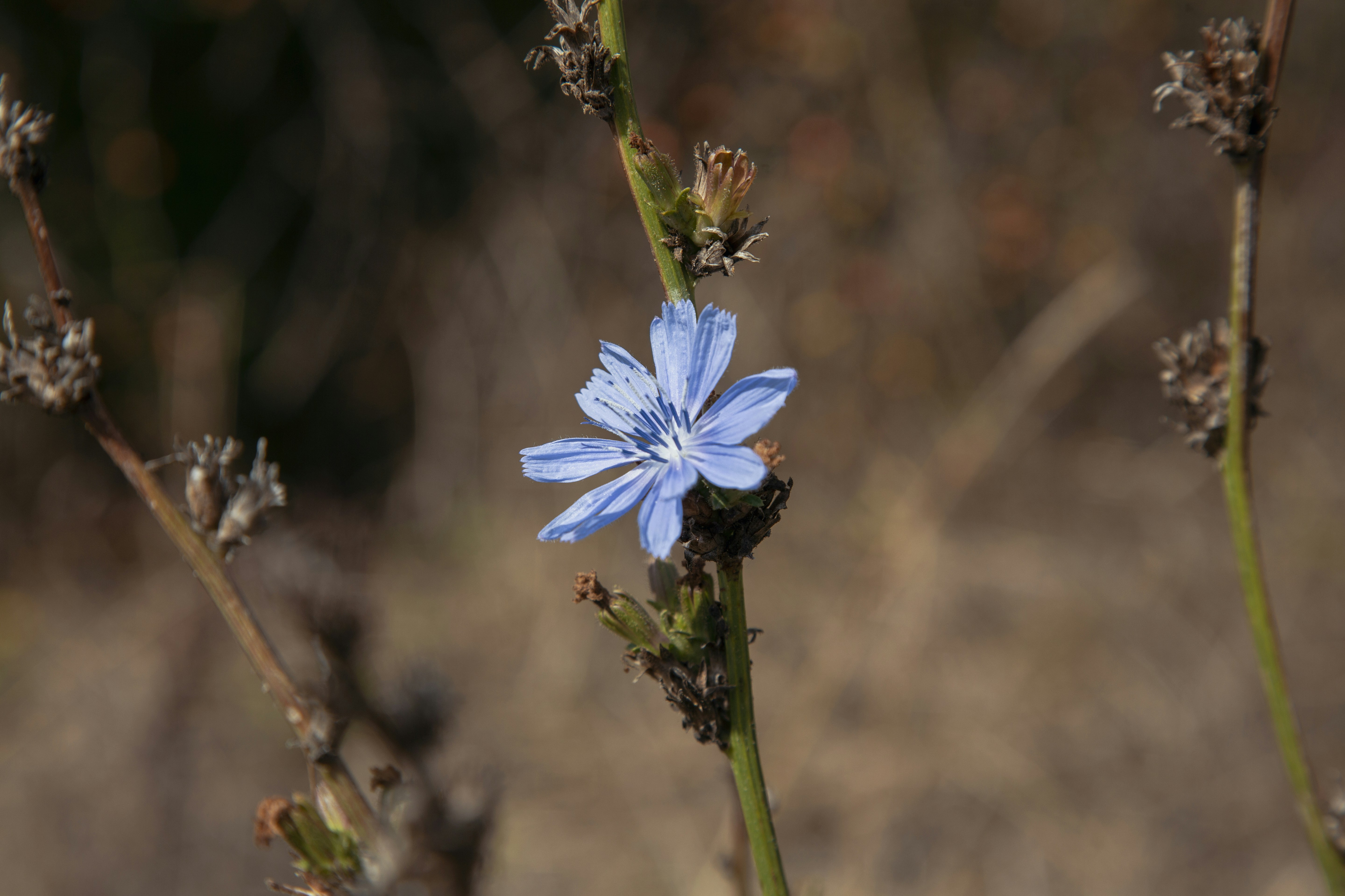 A single blue flower stands out against a backdrop of dried stems, showcasing nature's resilience. The contrast highlights the beauty of ephemeral blooms.