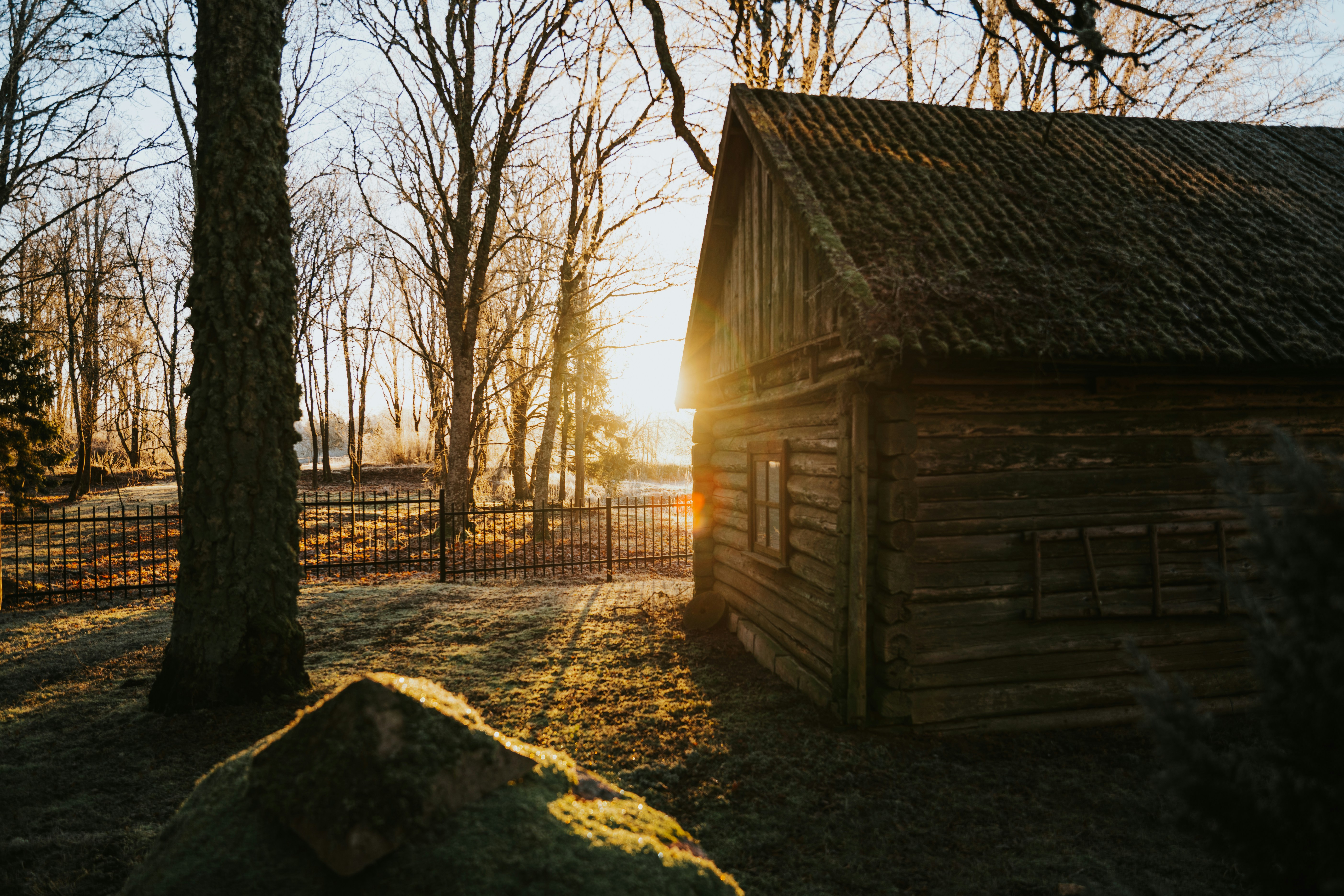 Golden Hour at the Rustic Cabin: Sunlight Framing a Quiet Yard