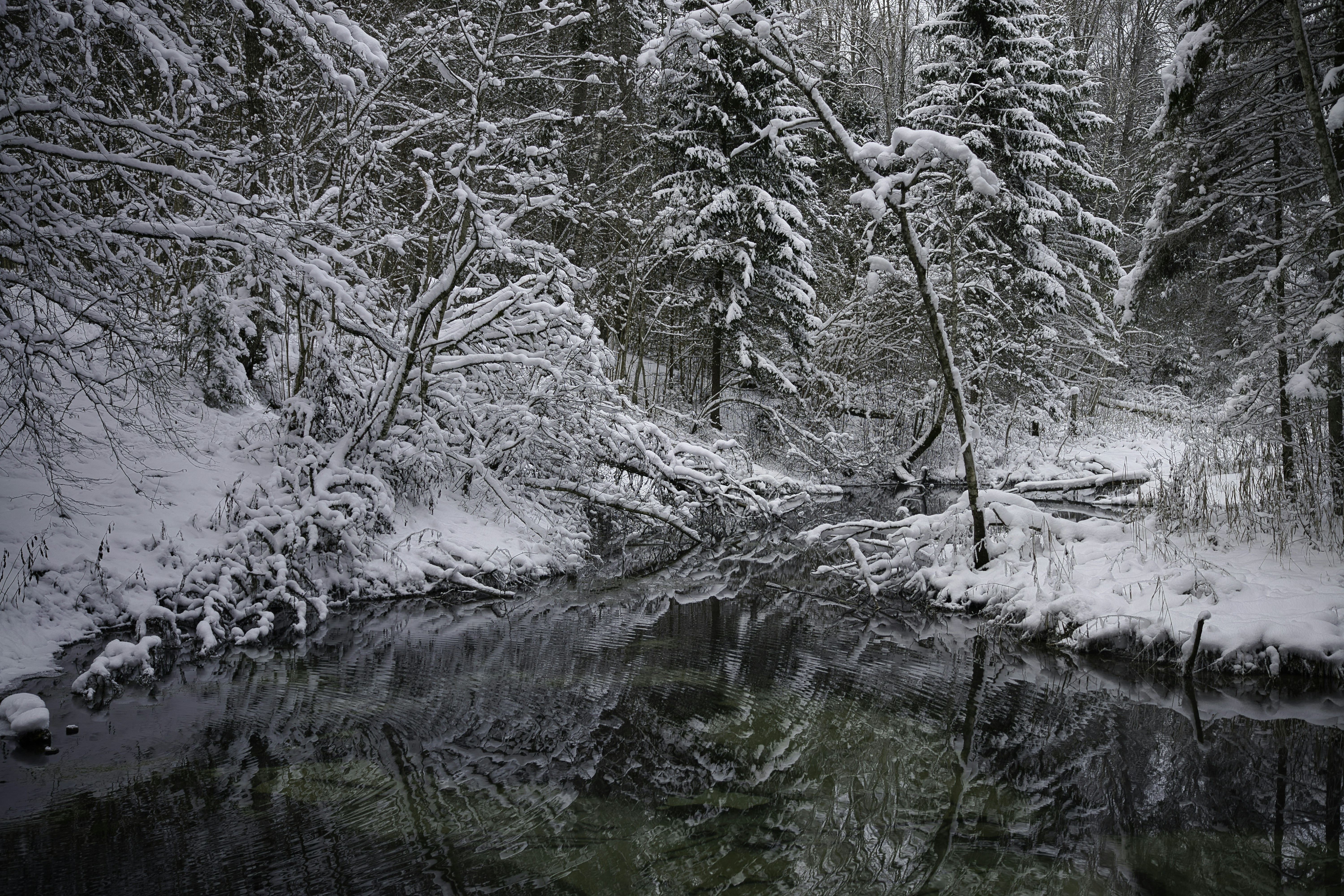 Snow-covered trees lining a tranquil stream, reflecting the serene winter landscape. The scene captures the stillness of nature in a snowy setting.