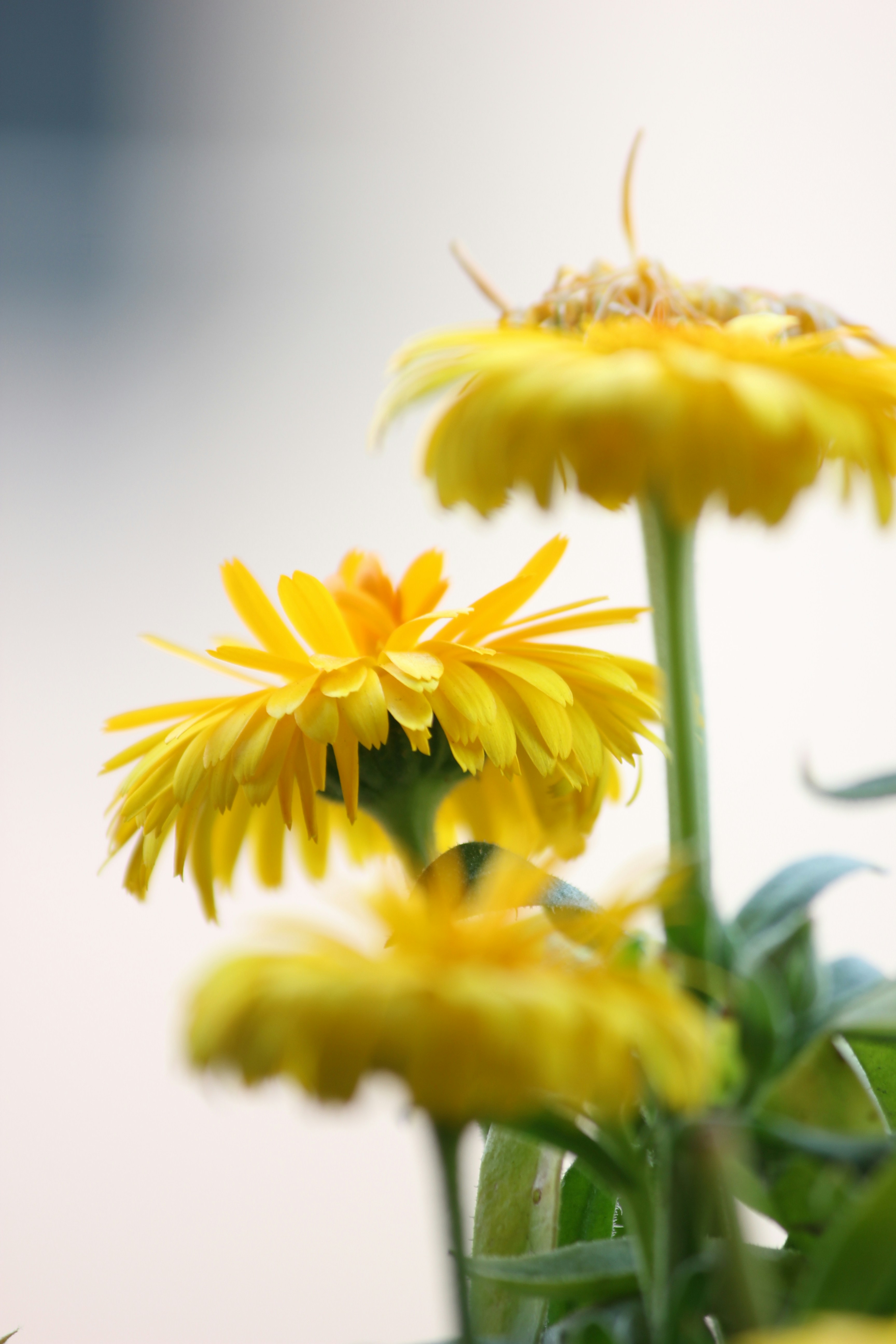 Amber Petals in Soft Focus: A Micro Portrait of Yellow Zinnia Blossoms