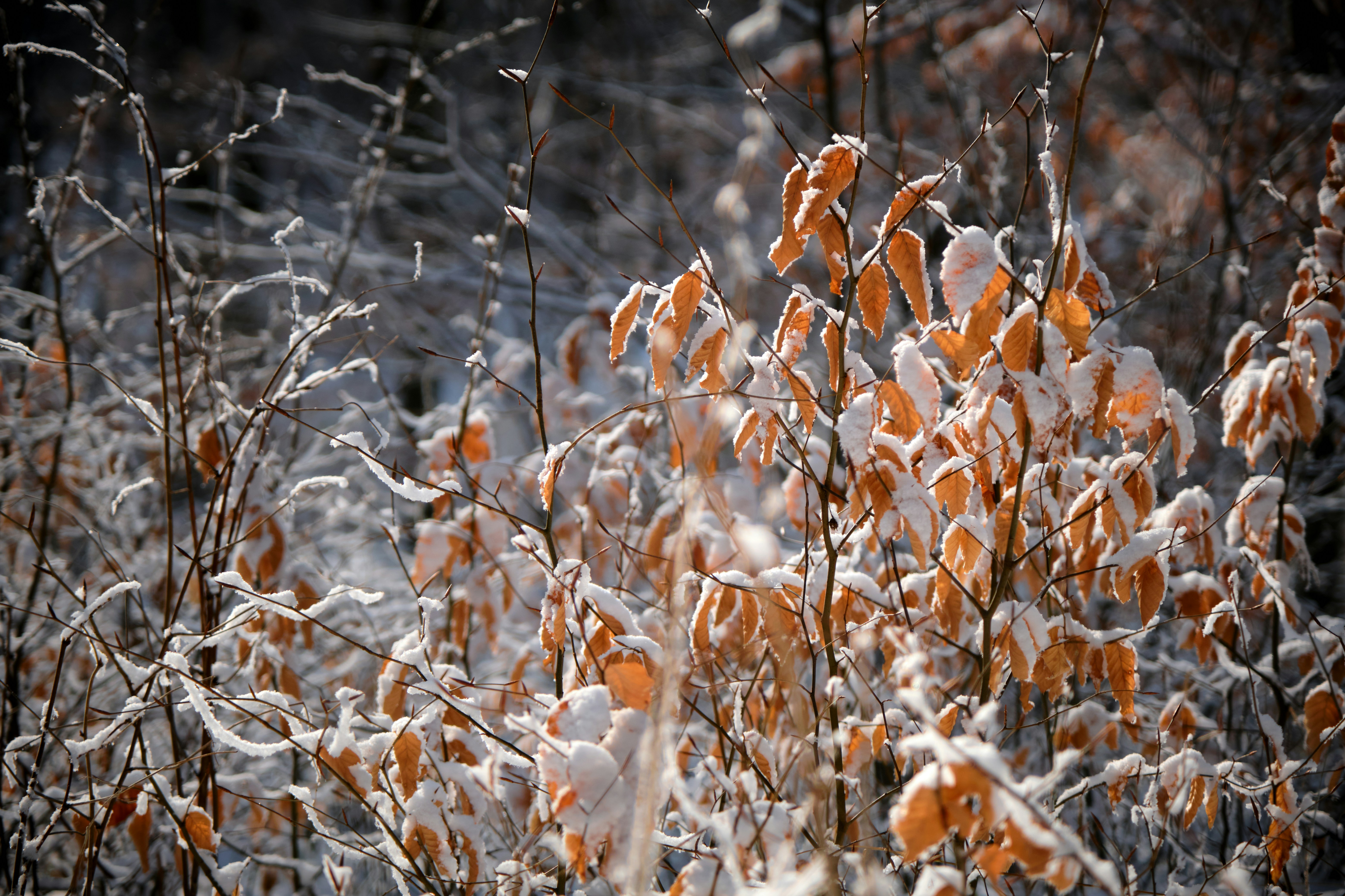 Ember Under Snow: Orange Leaves in a Quiet Winter Light