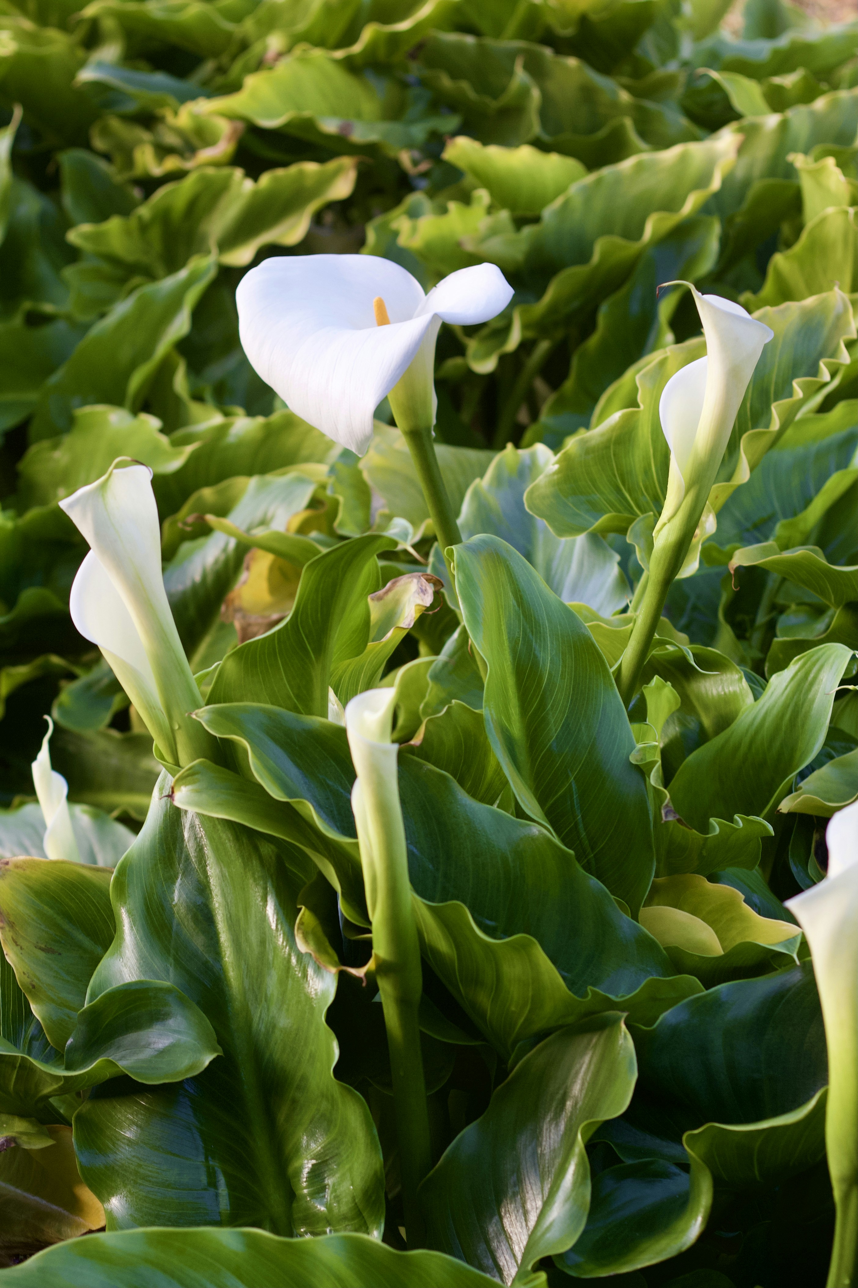 The Quiet Crown: A White Calla Among Emerald Foliage