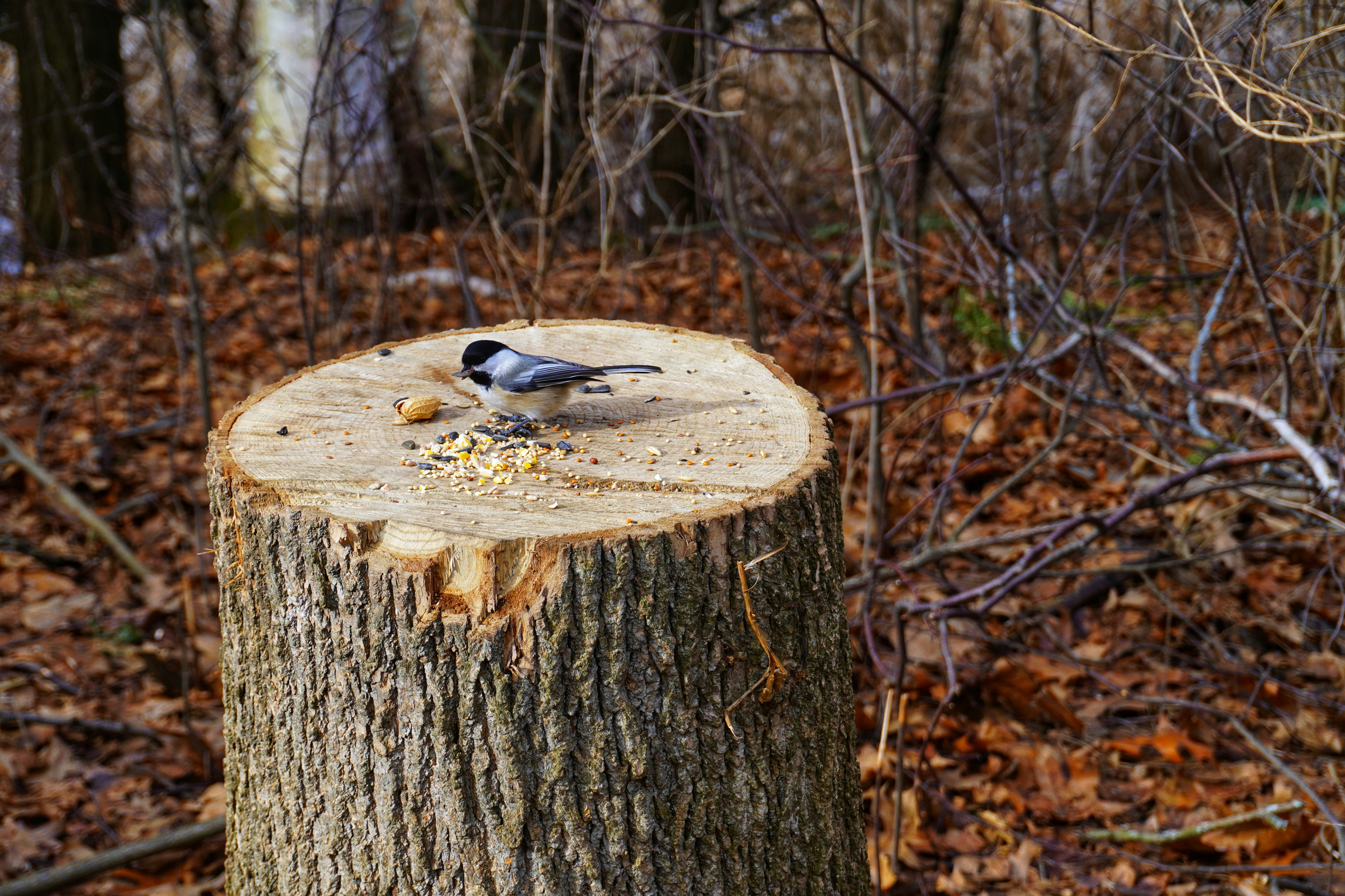 Lone Songbird on a Stump Amid Autumn Leaf-Litter