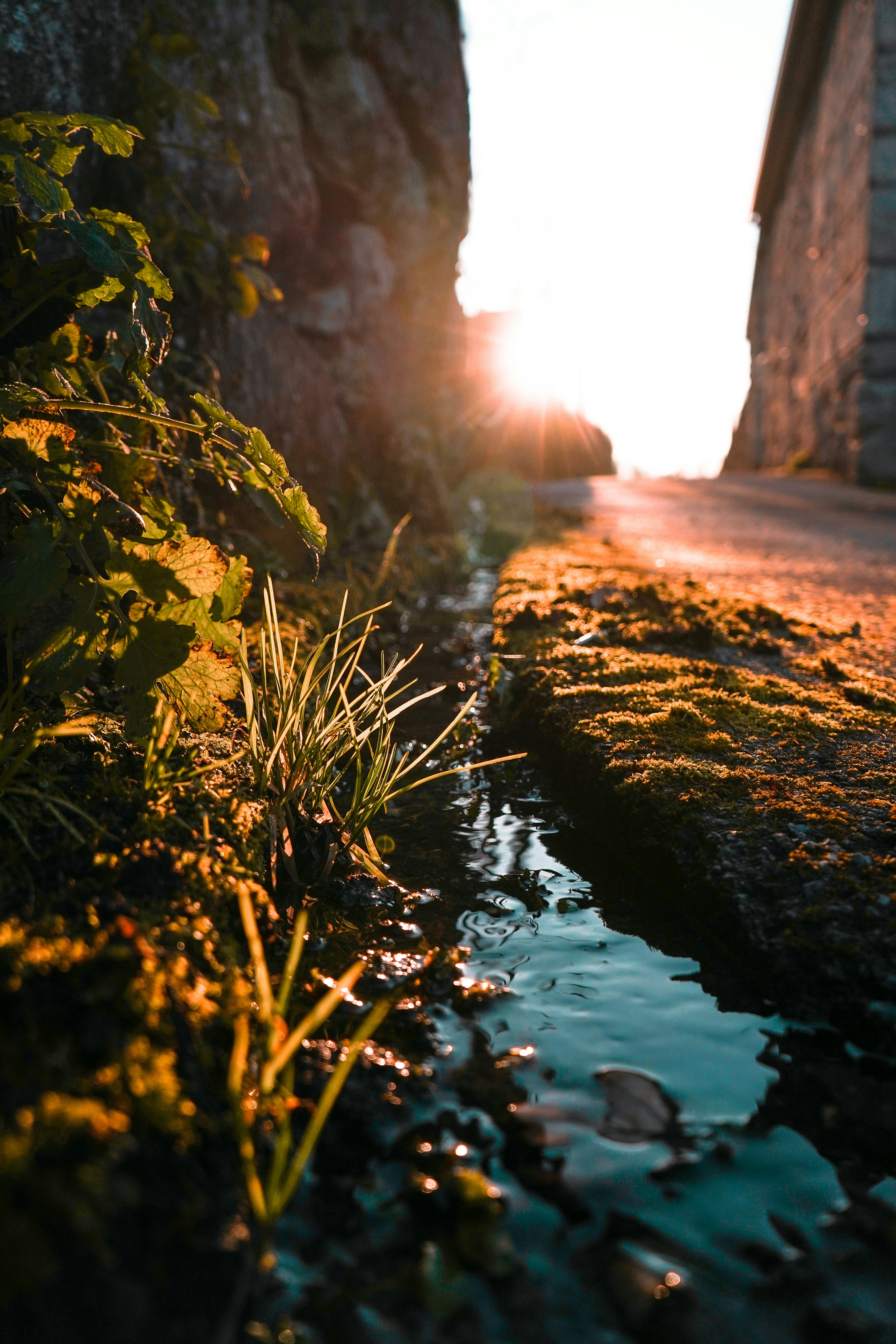 Golden Rim Between Moss and Water: Sunset in a Narrow Alley