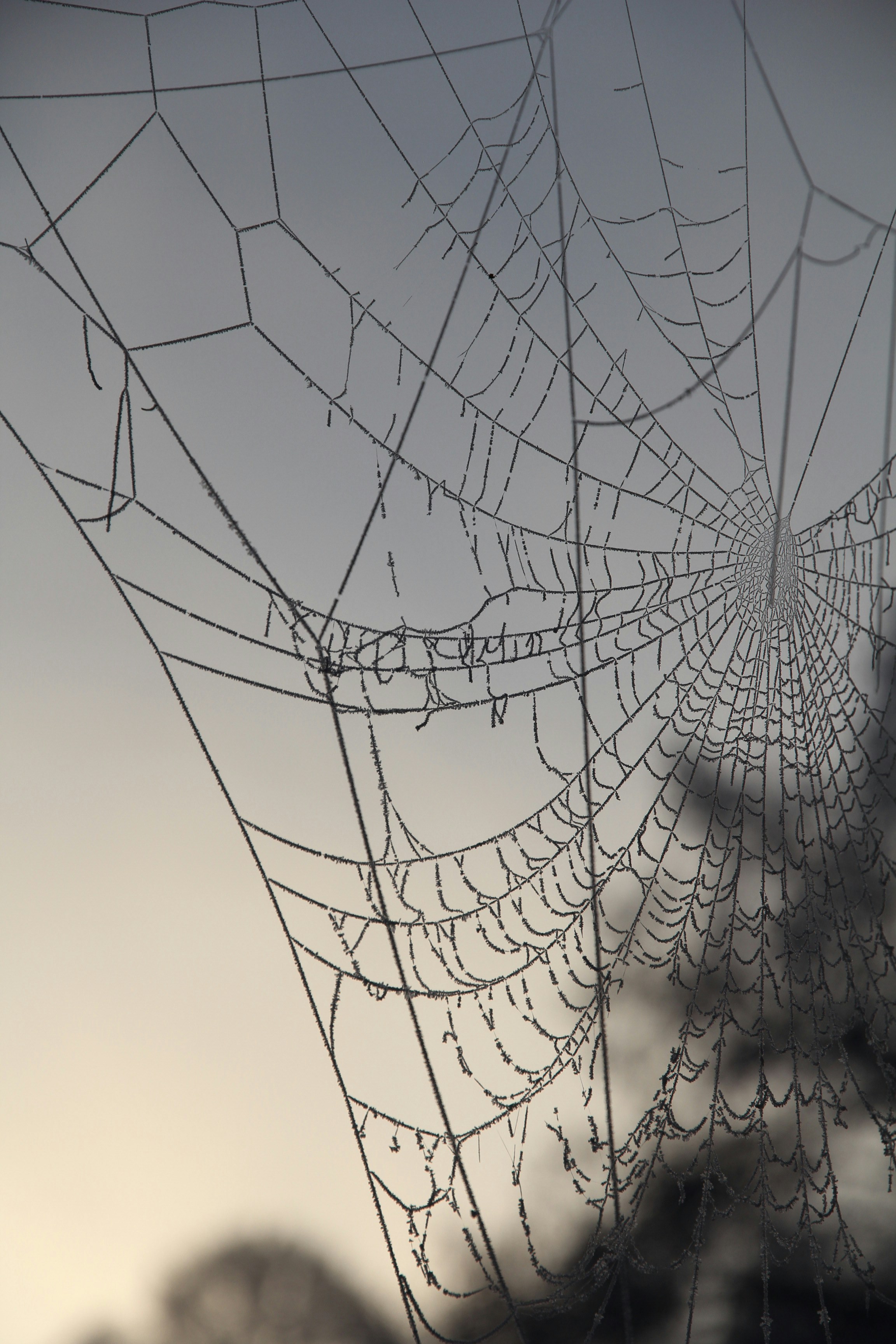 Dawn's Dew-Kissed Web: Backlit Geometry of a Spider's Lace