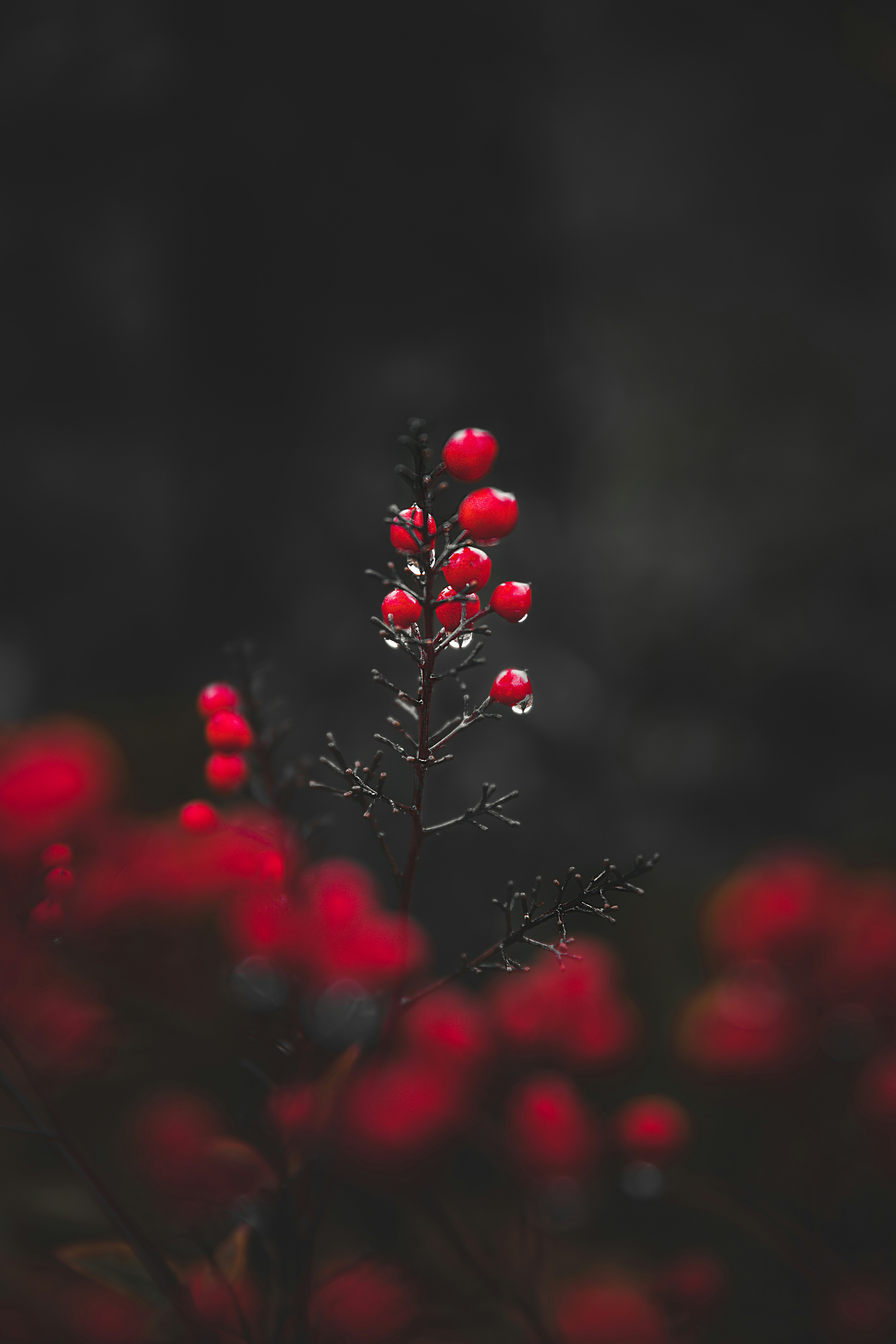 Red Things Pictures | Download Free Images on Unsplash