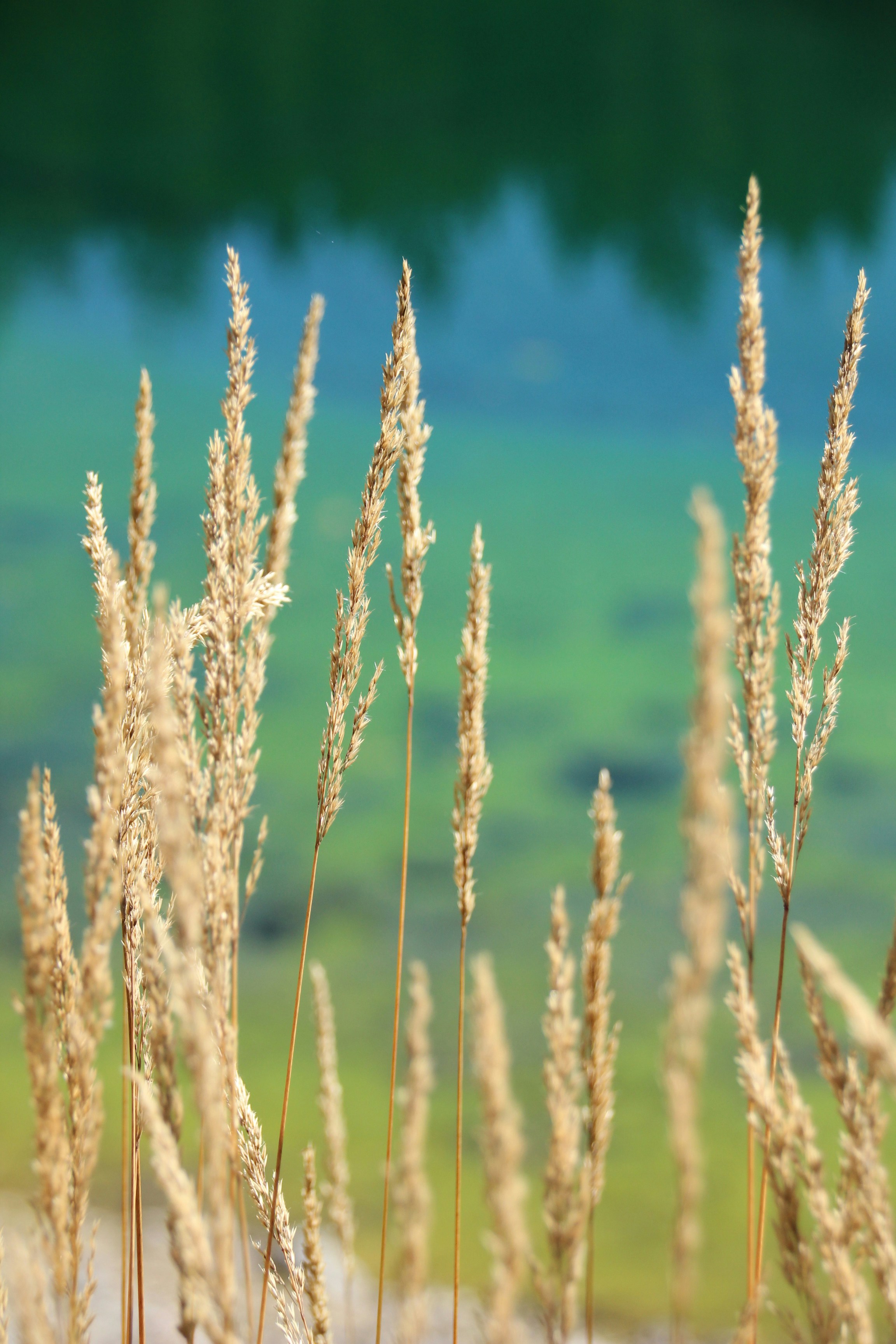 Golden grasses sway gently in the foreground, contrasting with the serene green waters behind them.