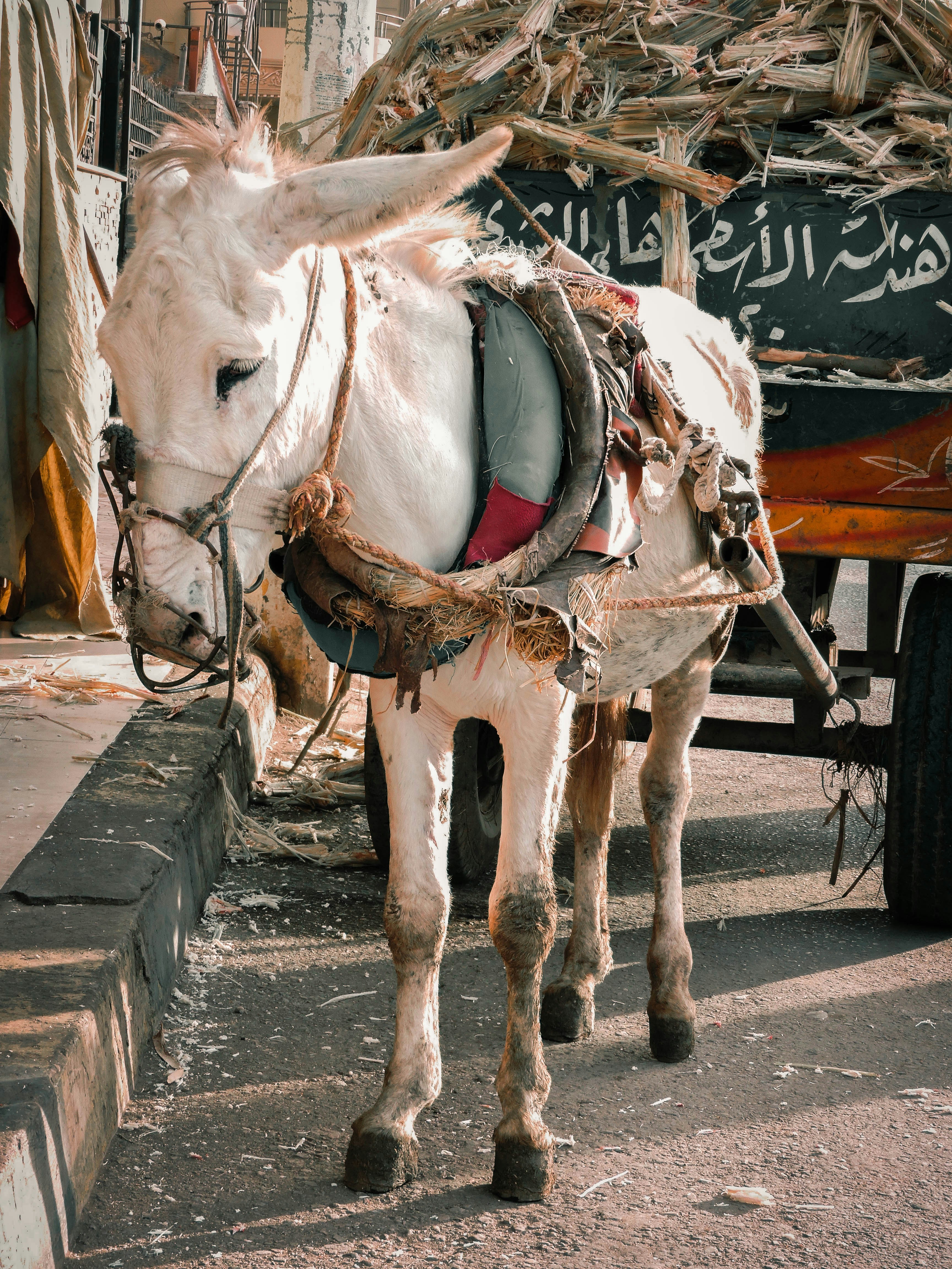 A white donkey adorned with a harness stands beside a cart, surrounded by urban elements and a backdrop of Arabic script. The scene captures the essence of daily life and labor in a bustling environment.