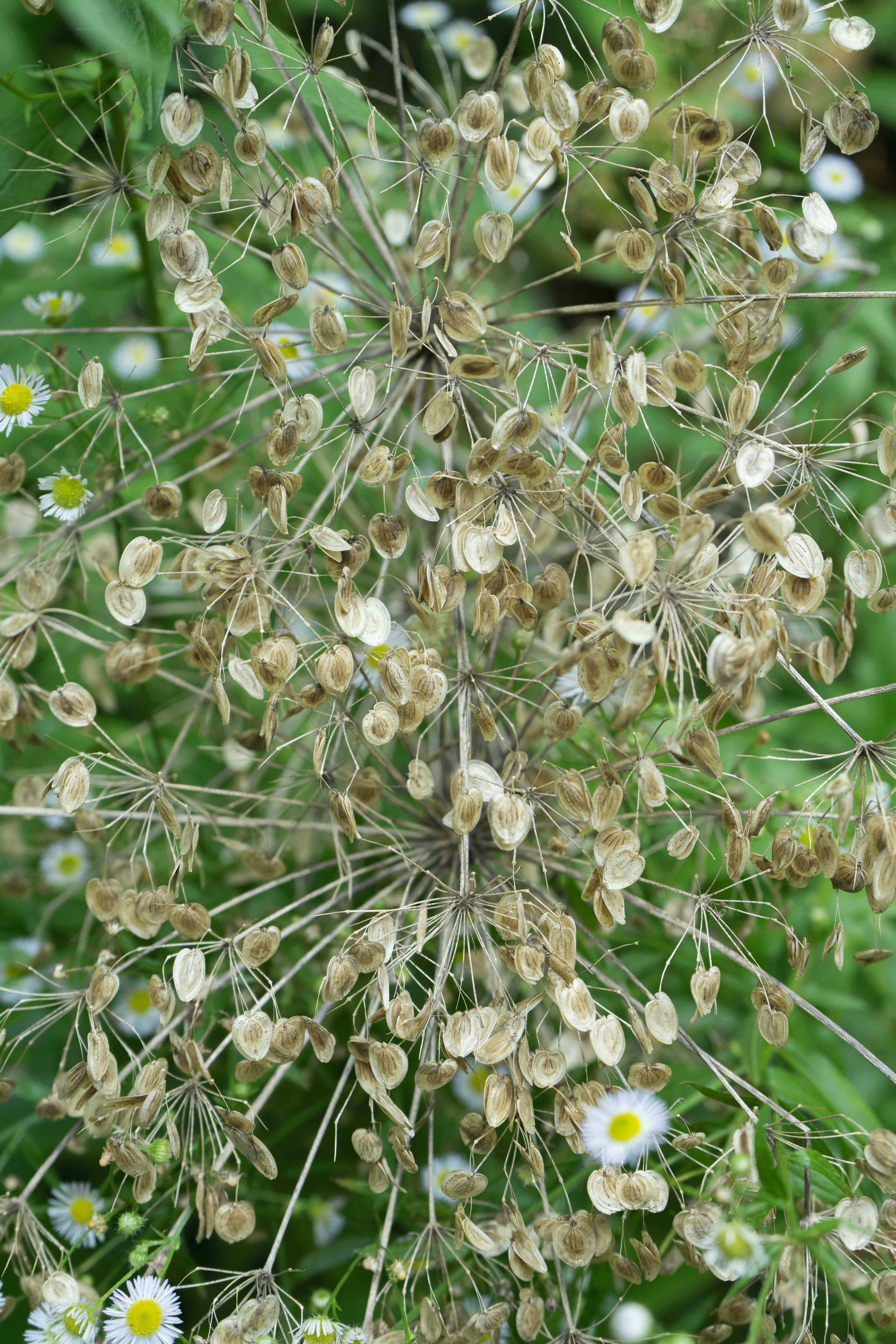 white flowers in tilt shift lens