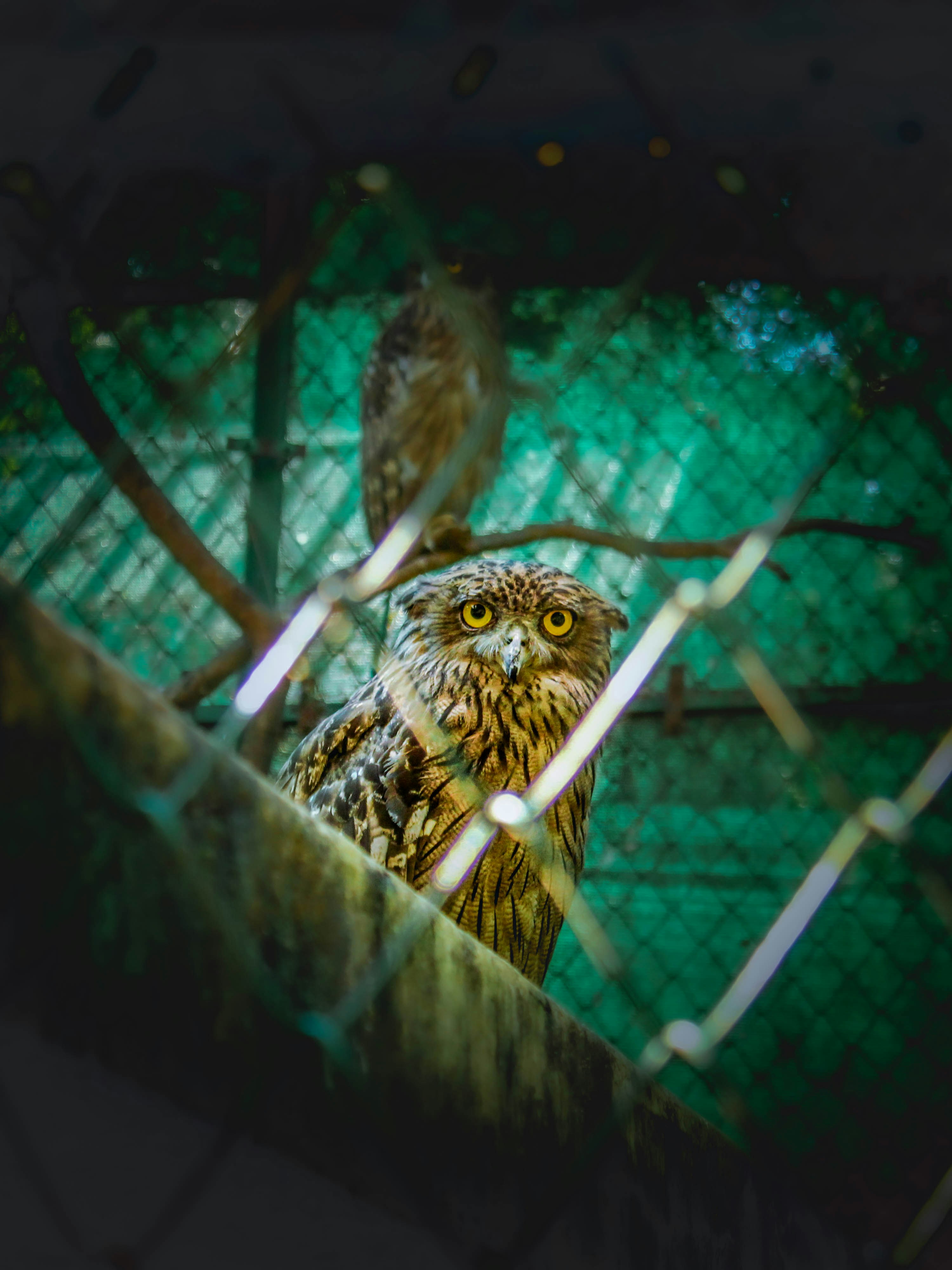 brown owl on gray metal fence during daytime