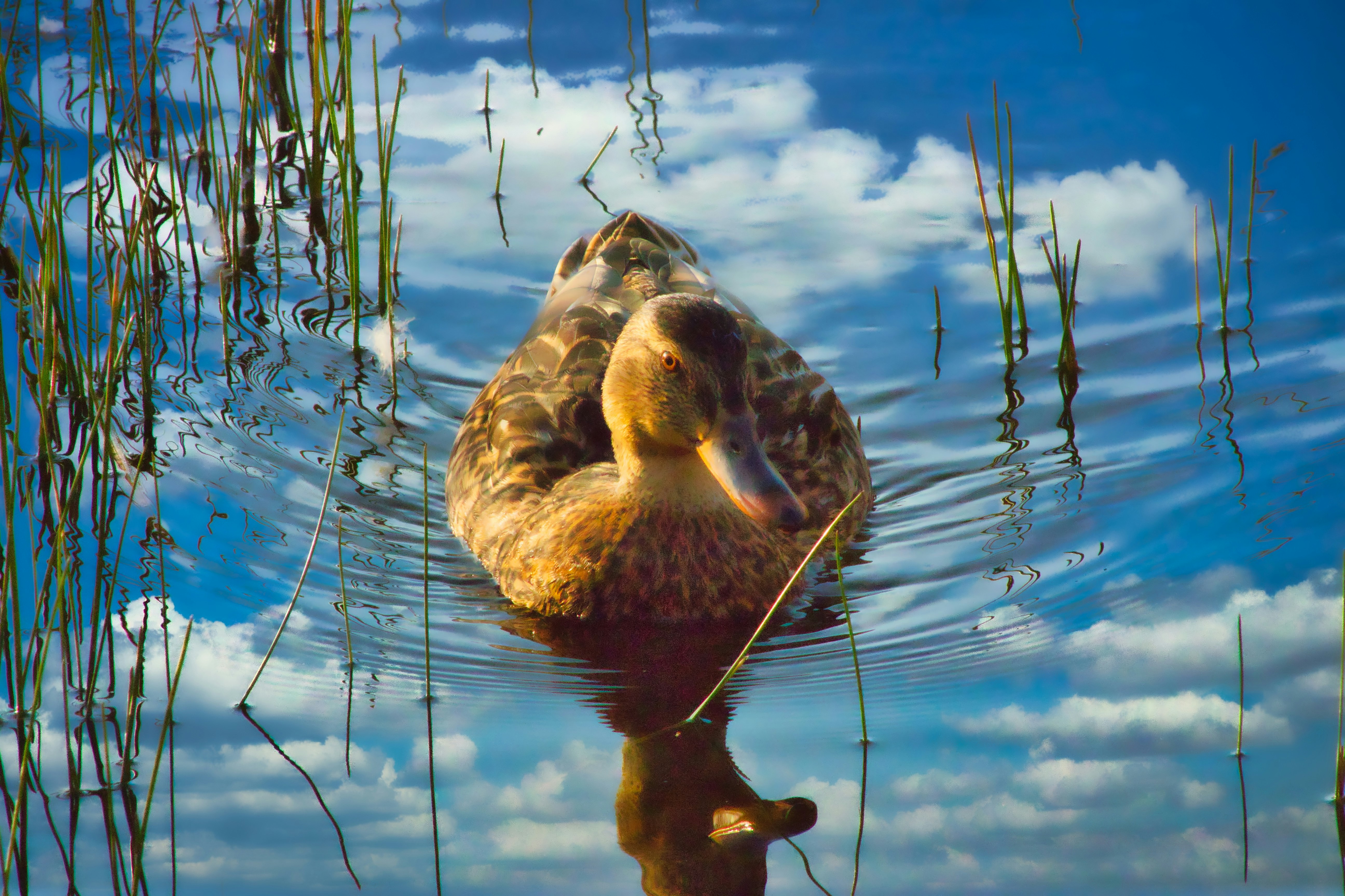 Mirror-Water Moment: A Duck’s Quiet Glide Among Reeds
