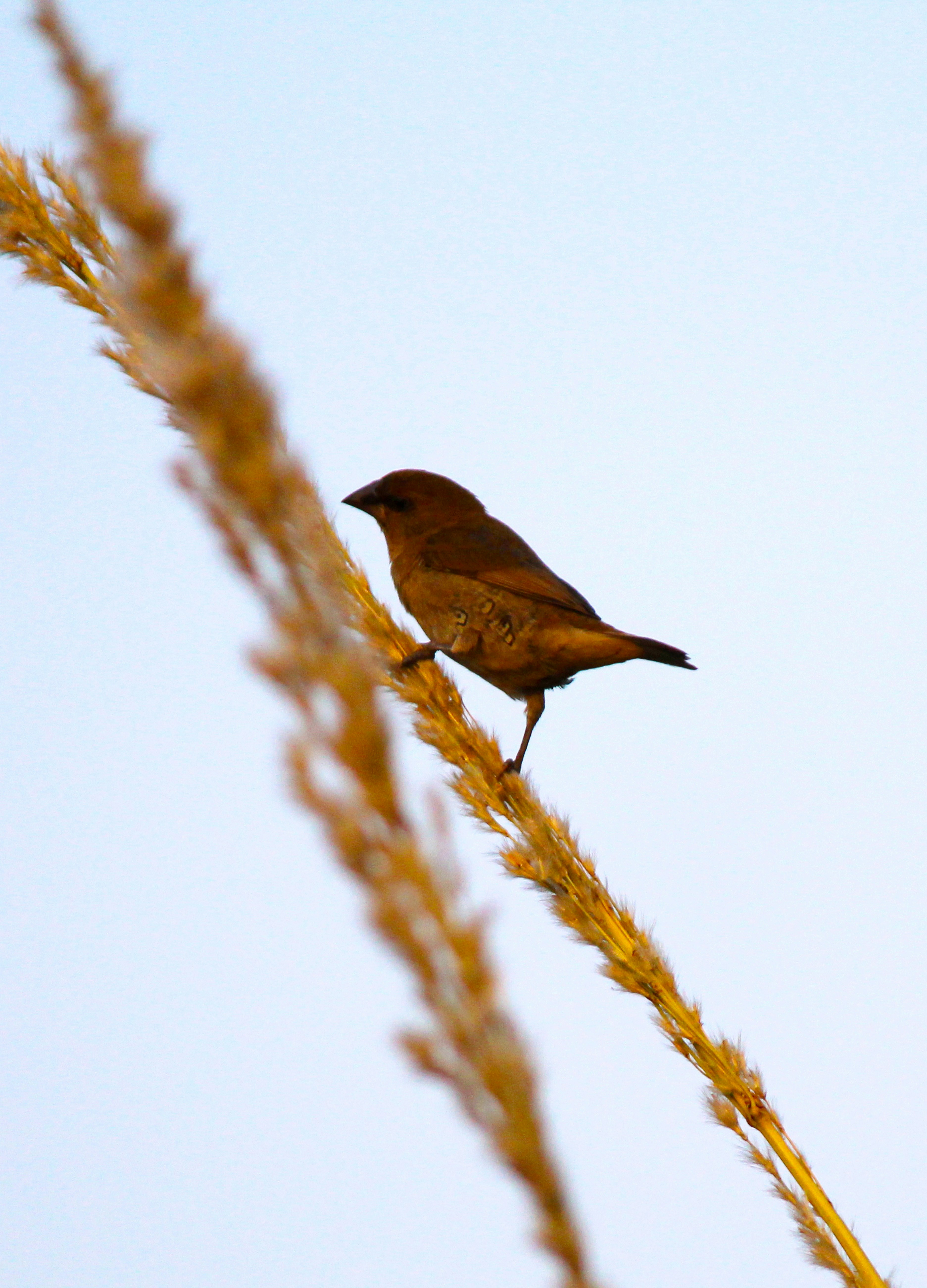 Small brown bird perched on a golden reed against a pale blue sky, photographed in warm light.
