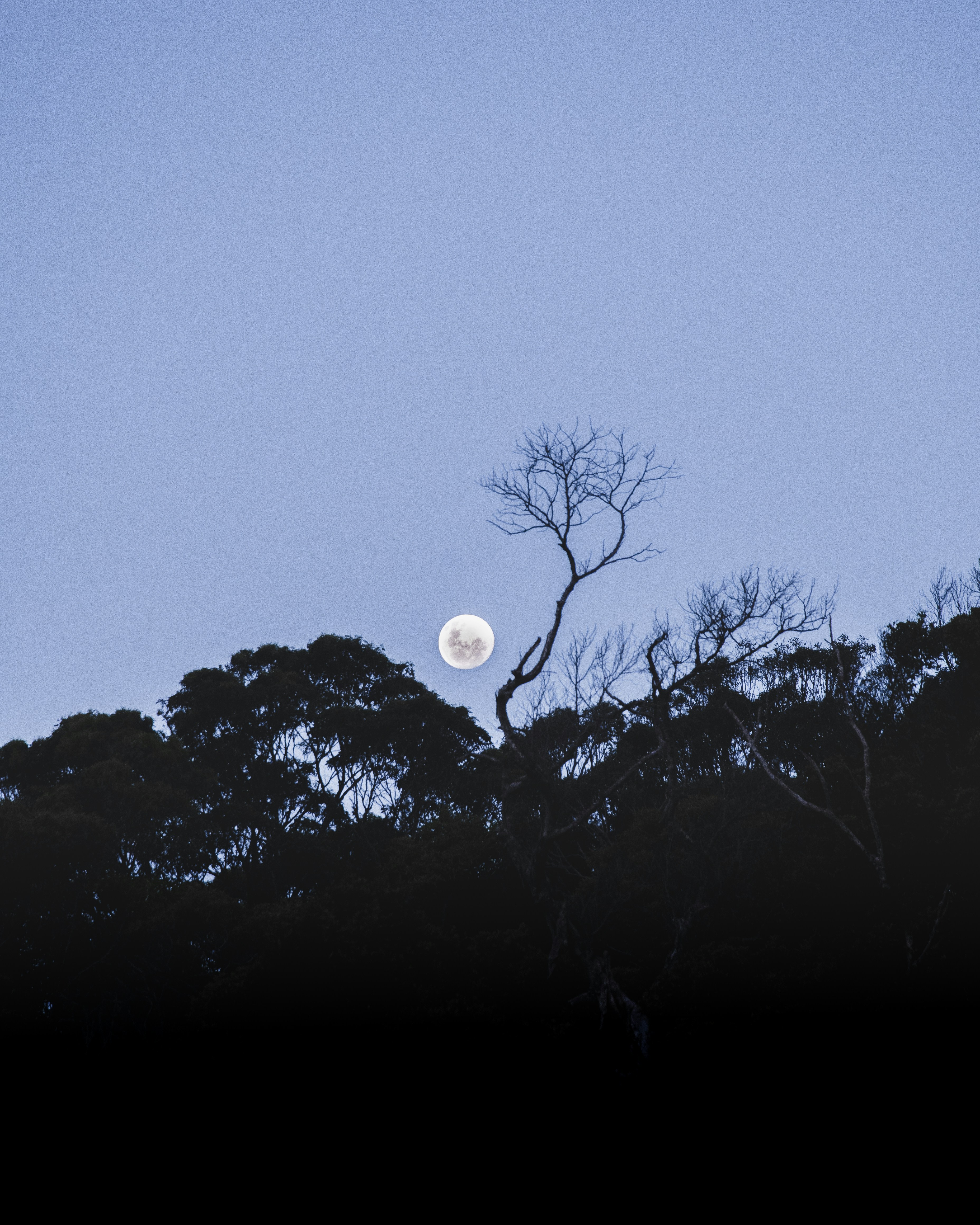 Moonrise Between Silhouetted Branches Above a Quiet Canopy