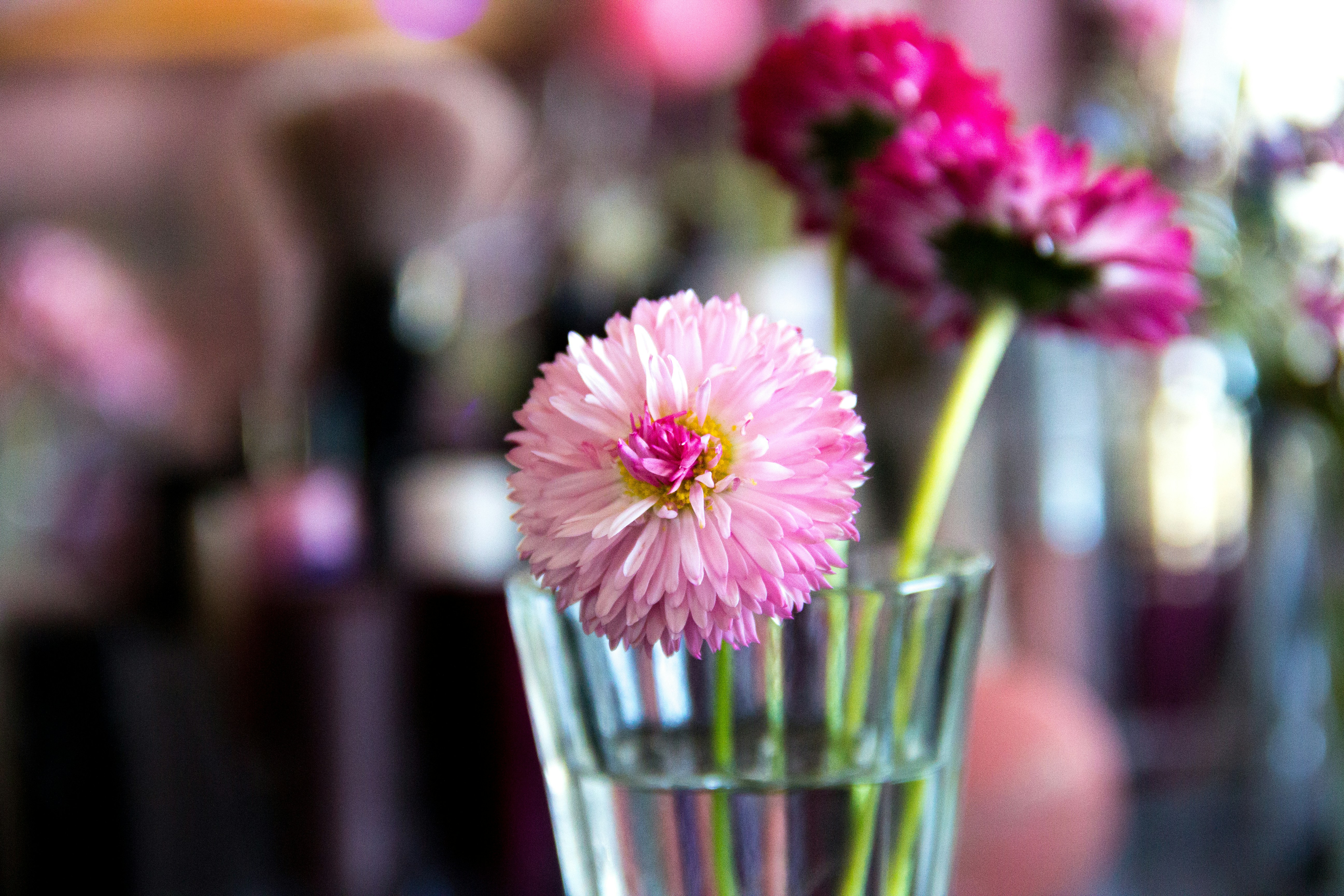 Delicate pink flower resting in a glass vase, surrounded by softly blurred hues of other blossoms. A serene moment captured in floral beauty.