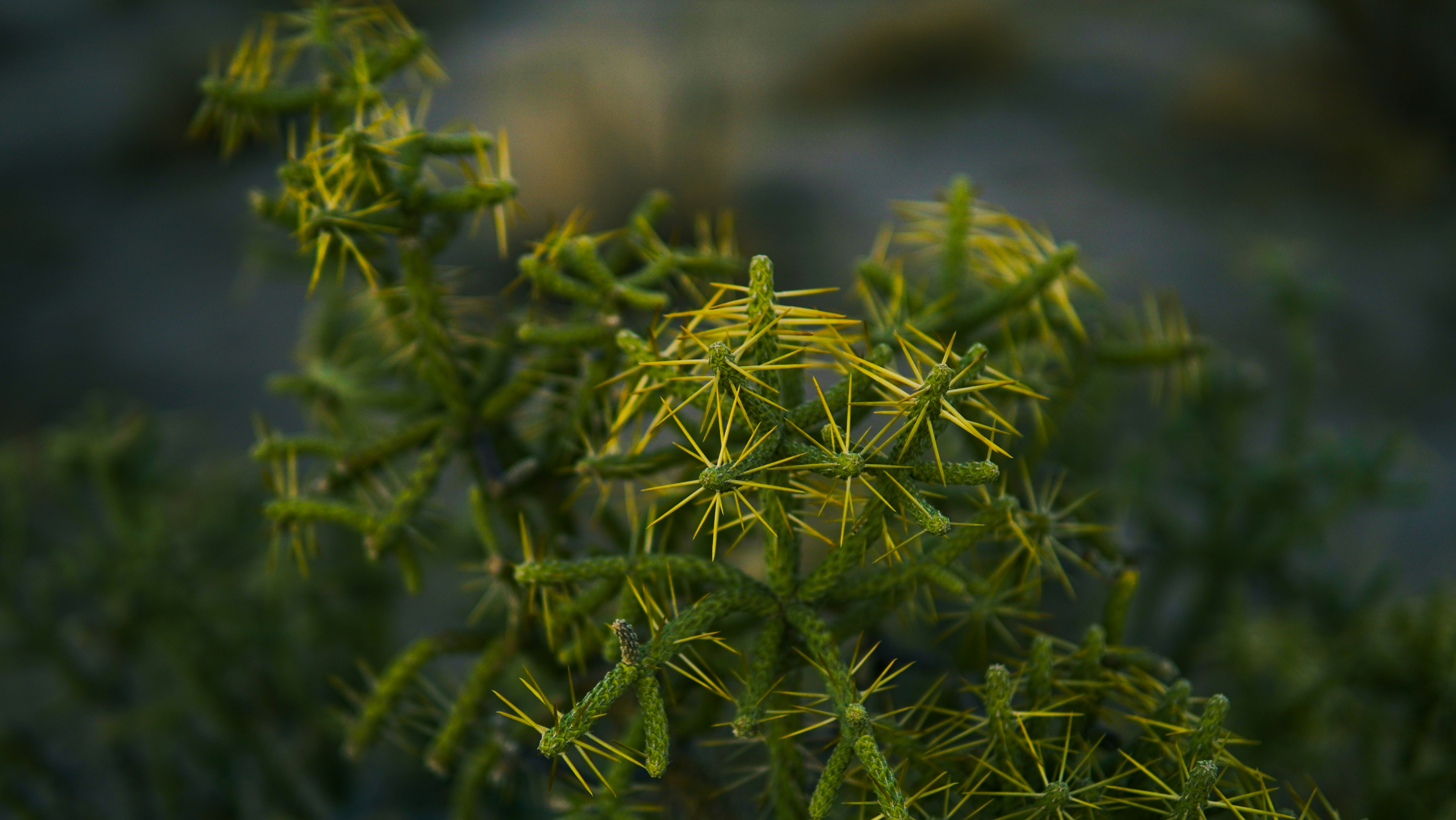 Starry Greens: a macro portrait of tiny, spiky foliage