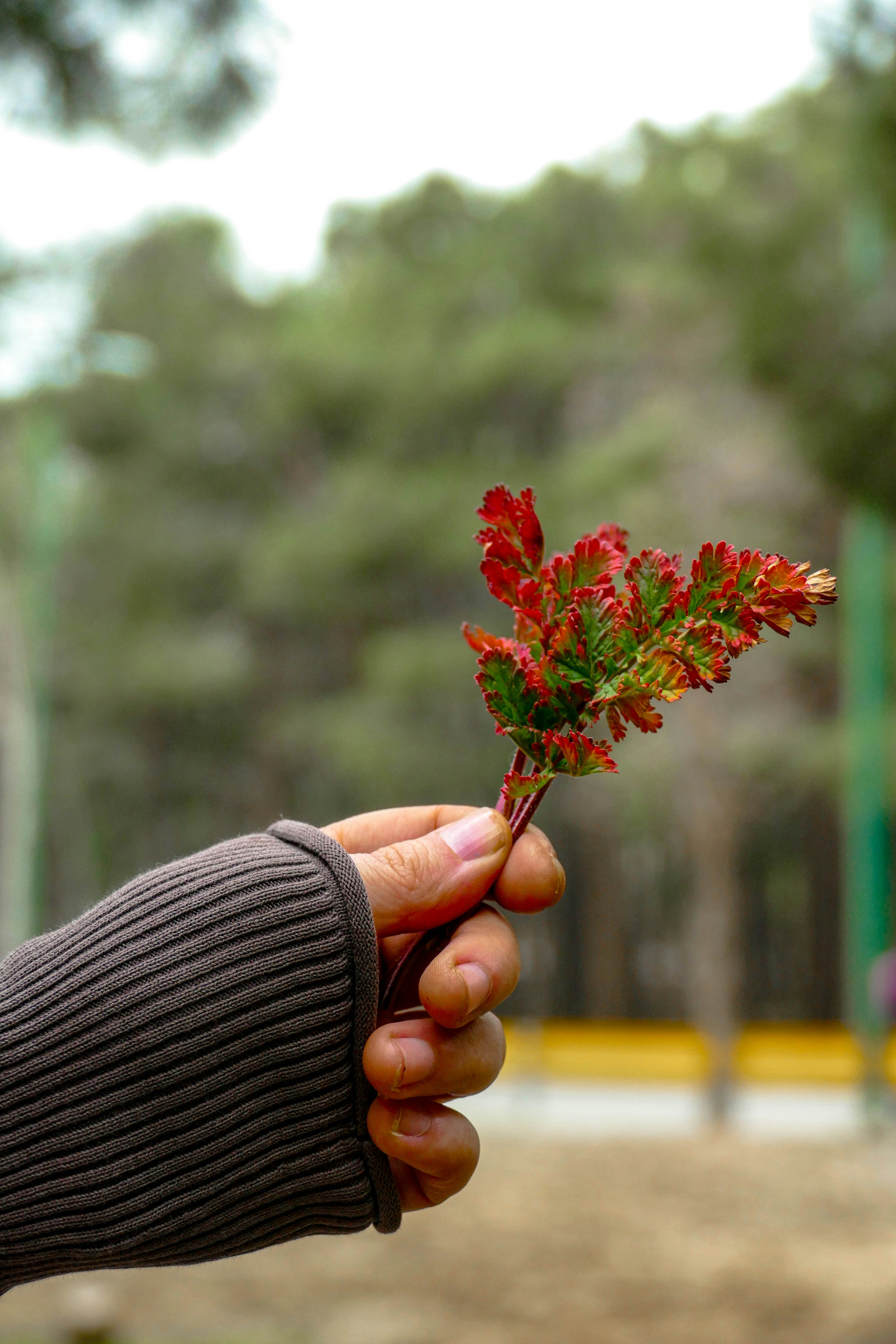 Crimson Sprout in a Gloved Grip: Colorful Focus Against Soft Forest Blur