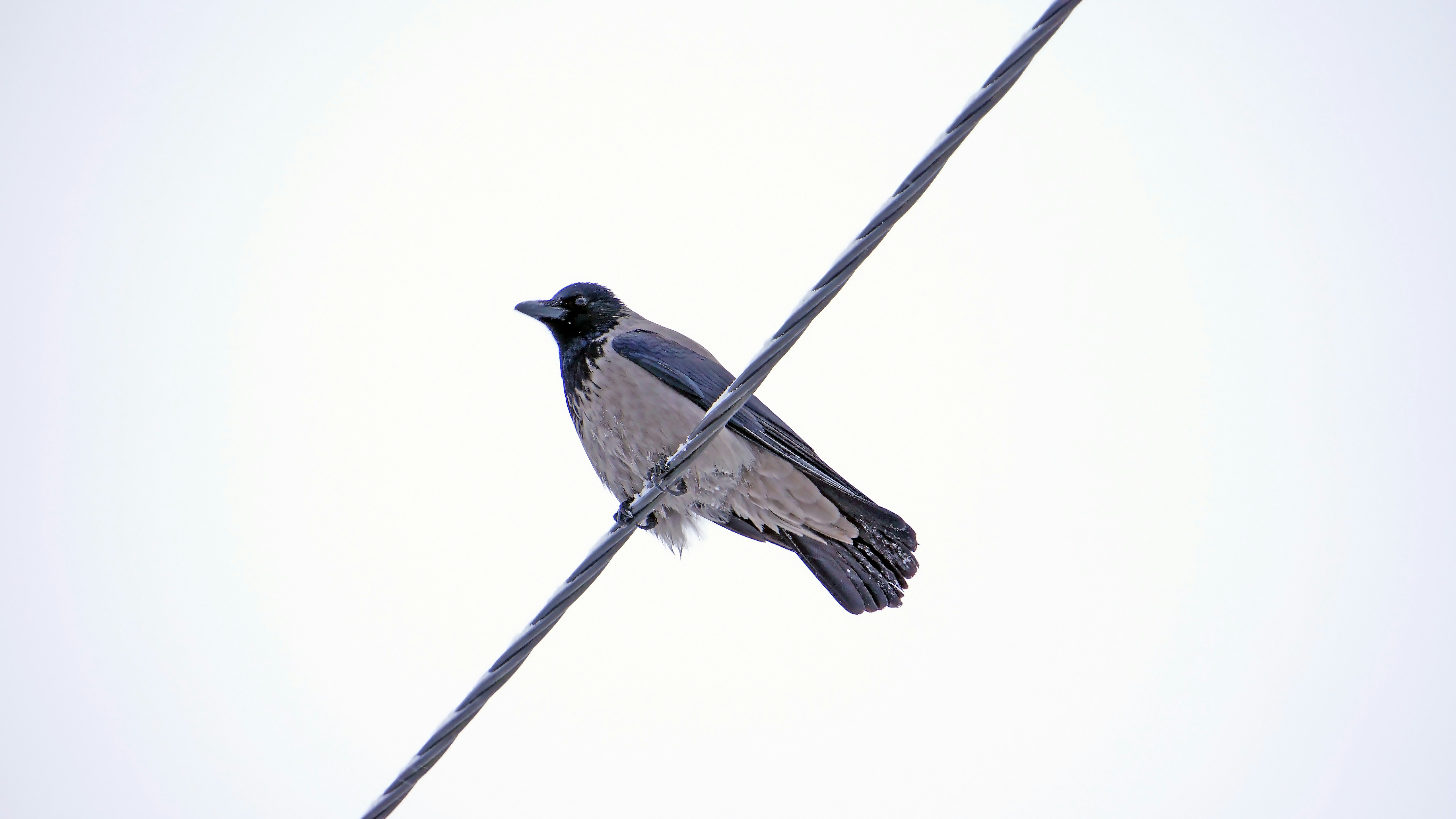 Tethered in Silence: Crow on a Diagonal Wire
