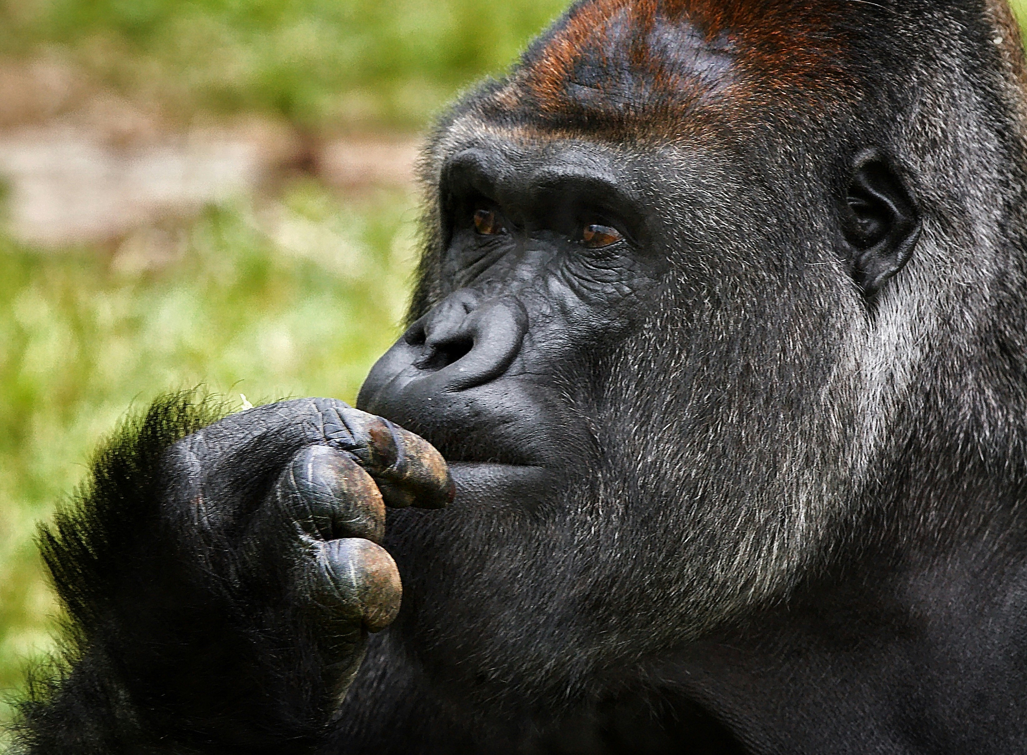Contemplative Gaze: Close-Up Portrait of a Gorilla