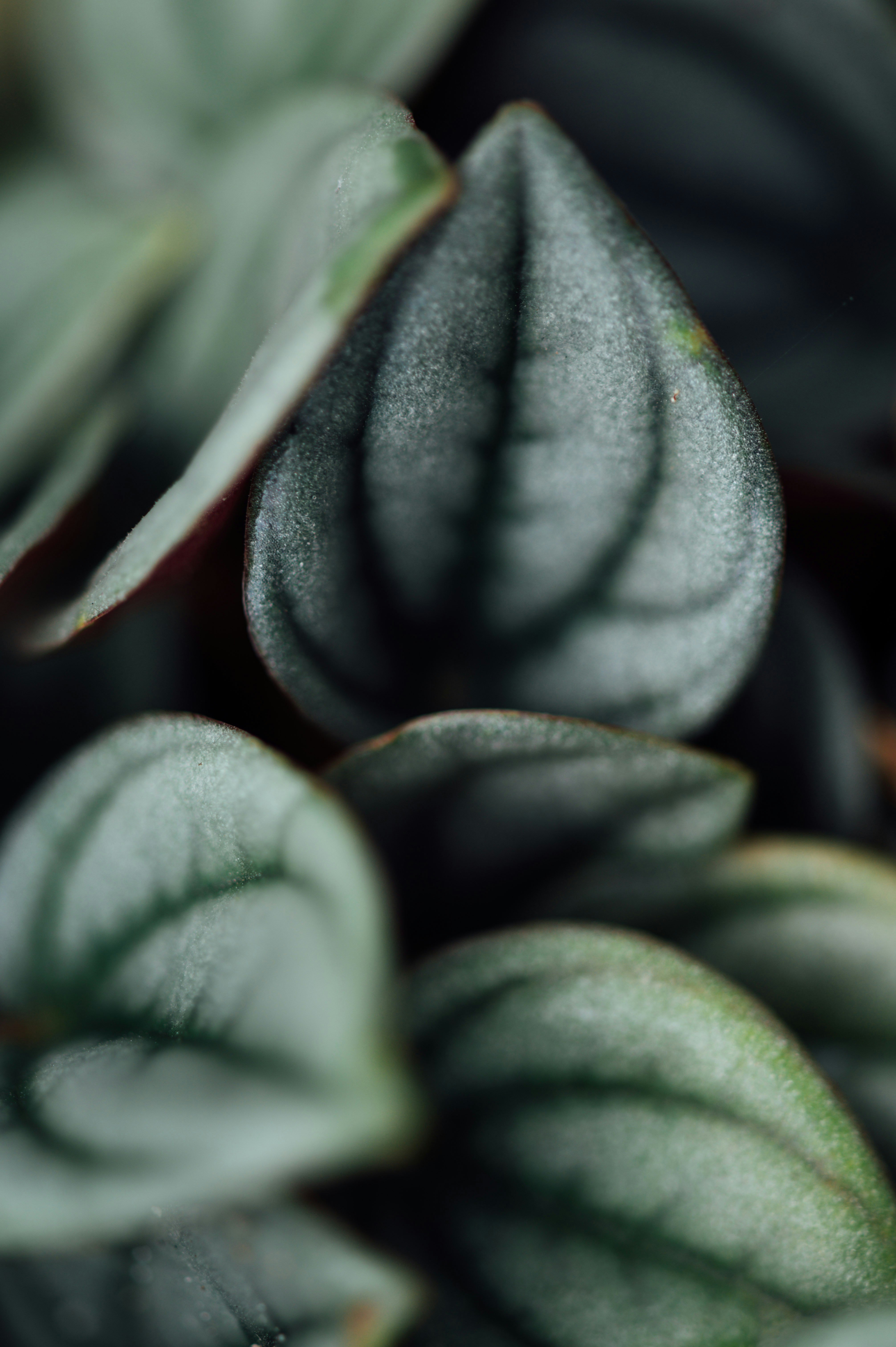 Veining Velvet Green: A Macro Portrait of a Frosted Succulent