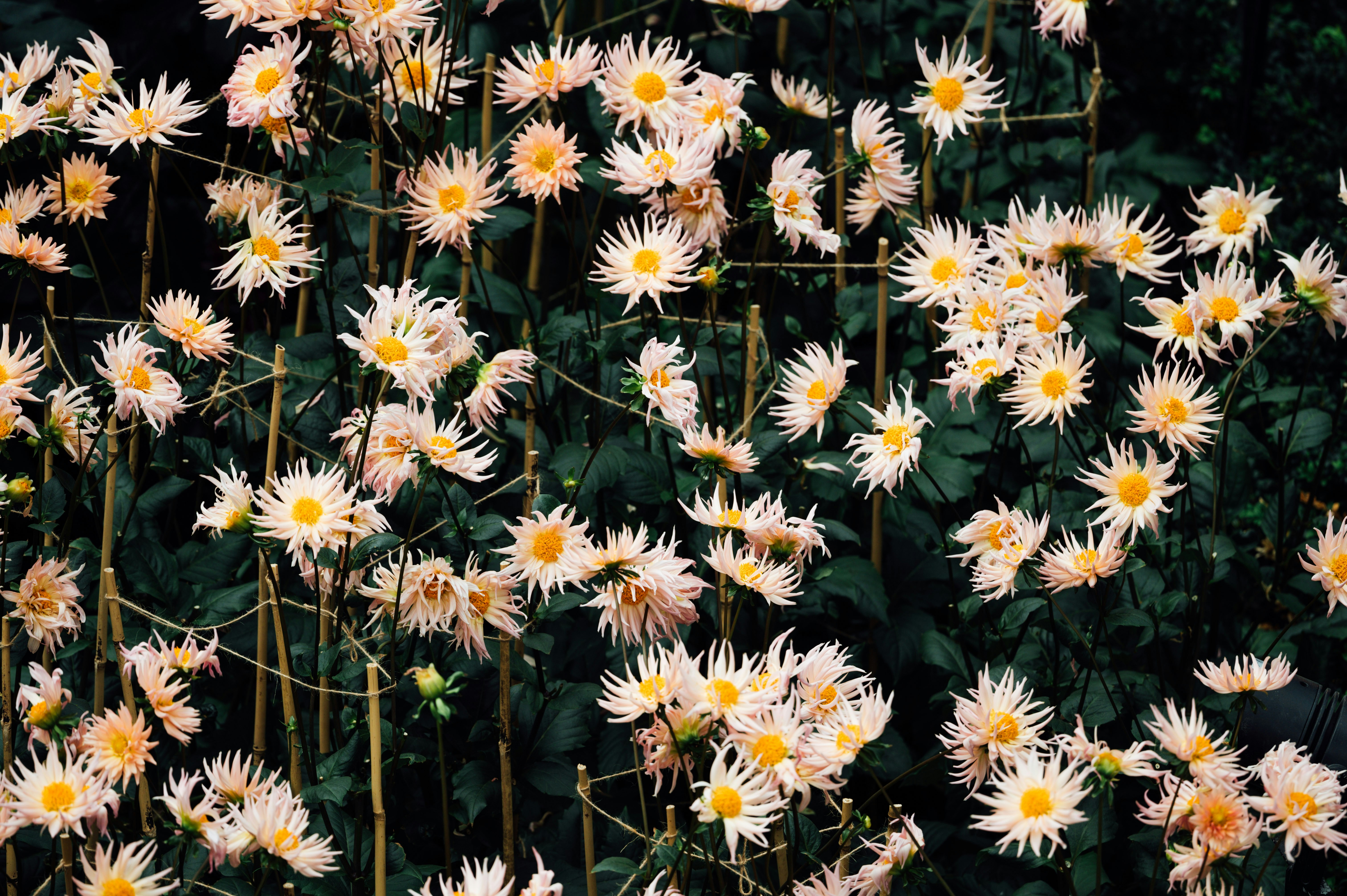 white and yellow daisy flowers