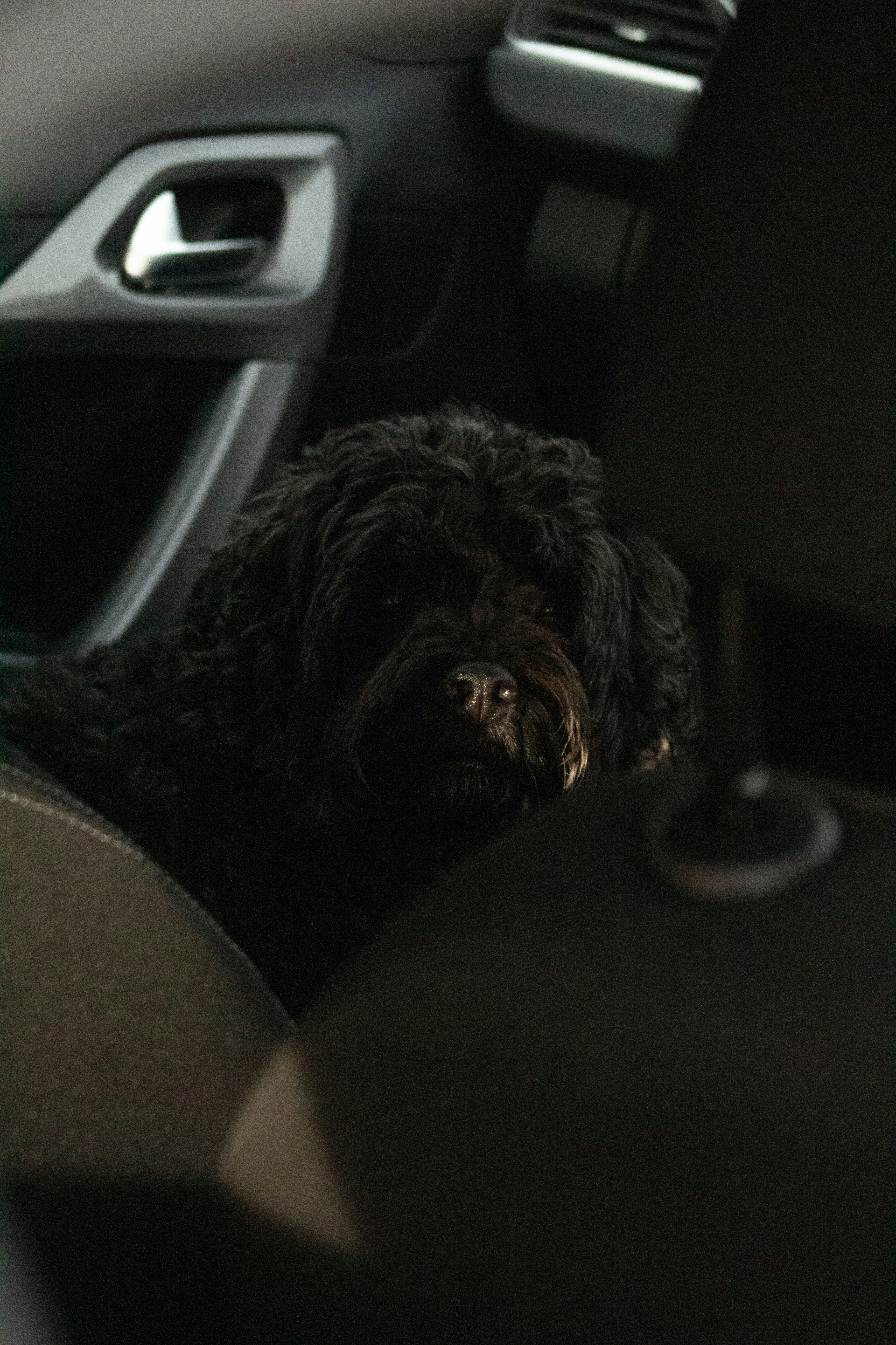 A black dog peering from behind a car seat, showcasing its calm demeanor in a cozy automotive environment.