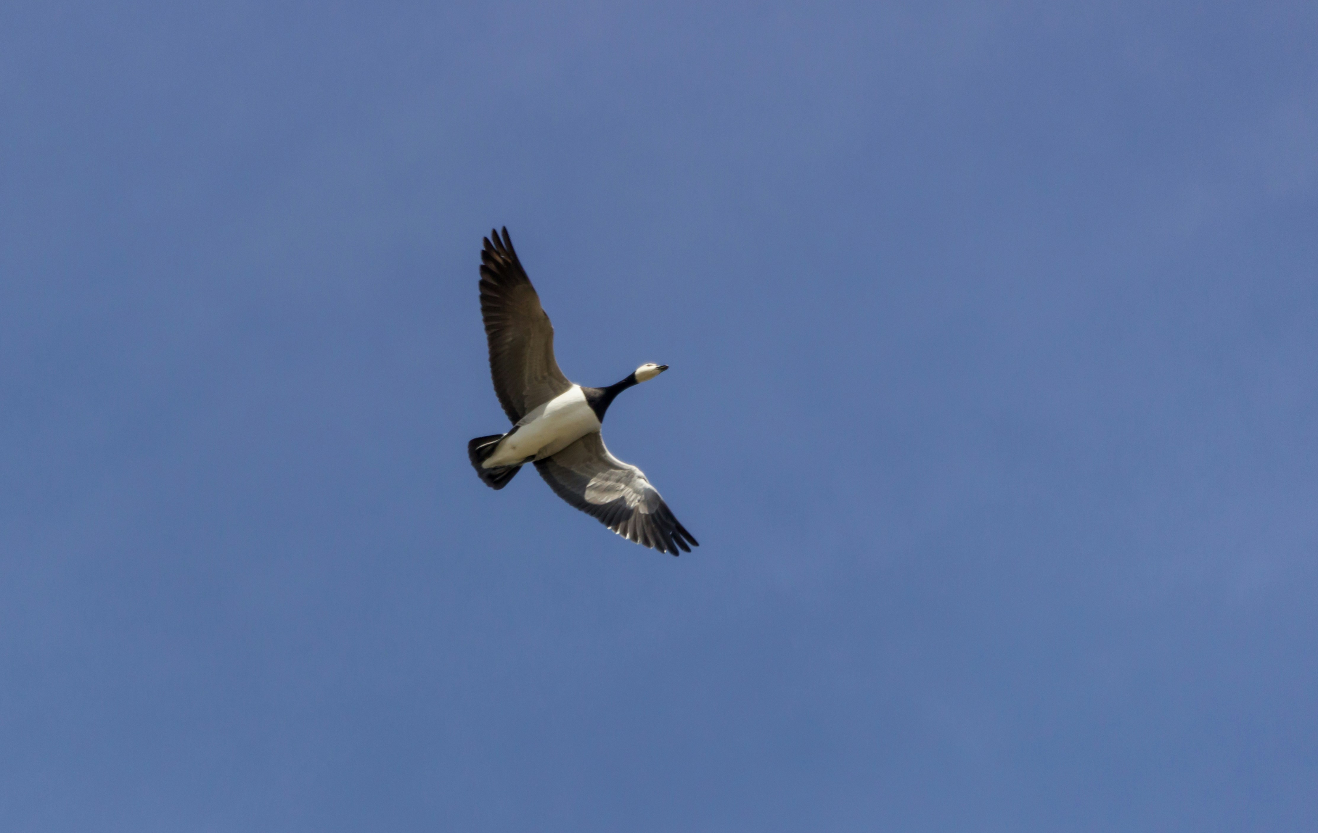 A bird soaring gracefully against a bright blue sky, showcasing its wings in full spread. The scene captures the essence of freedom and nature's beauty.