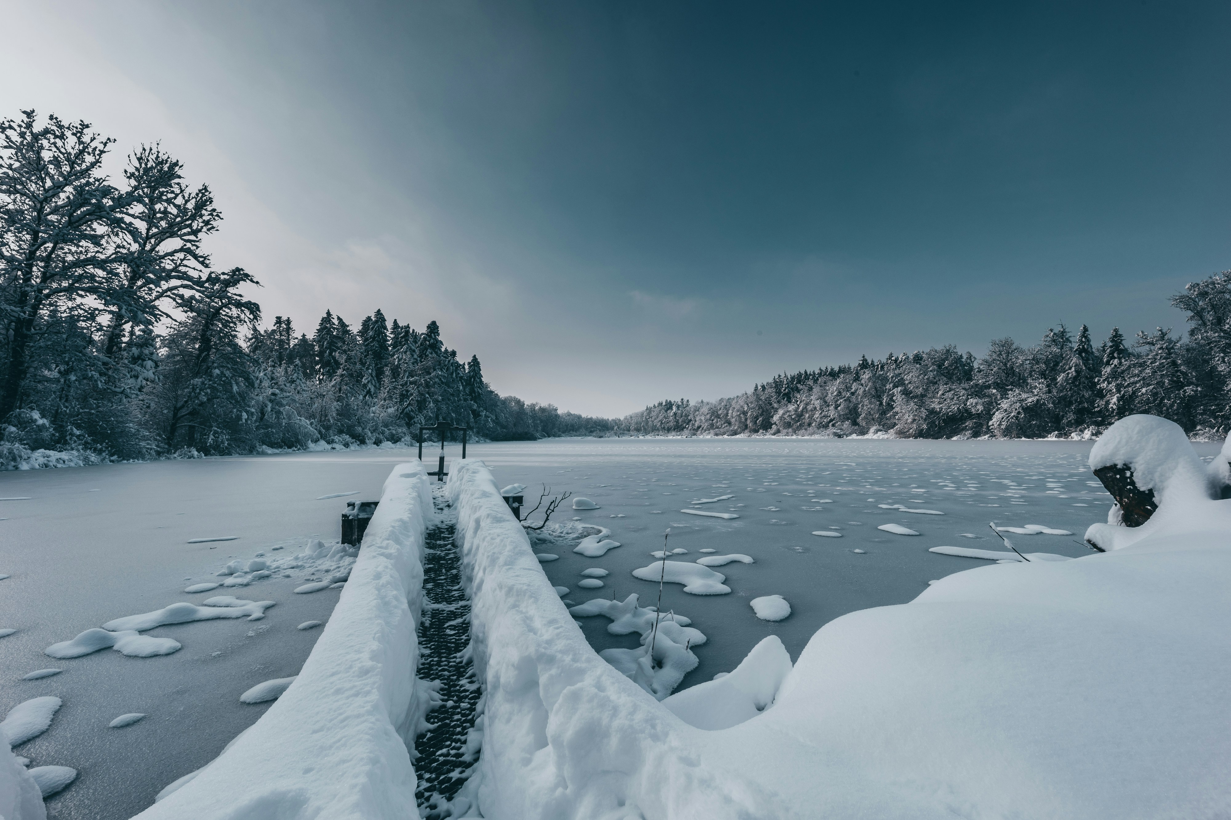 Frozen Forest Pictures | Download Free Images on Unsplash
