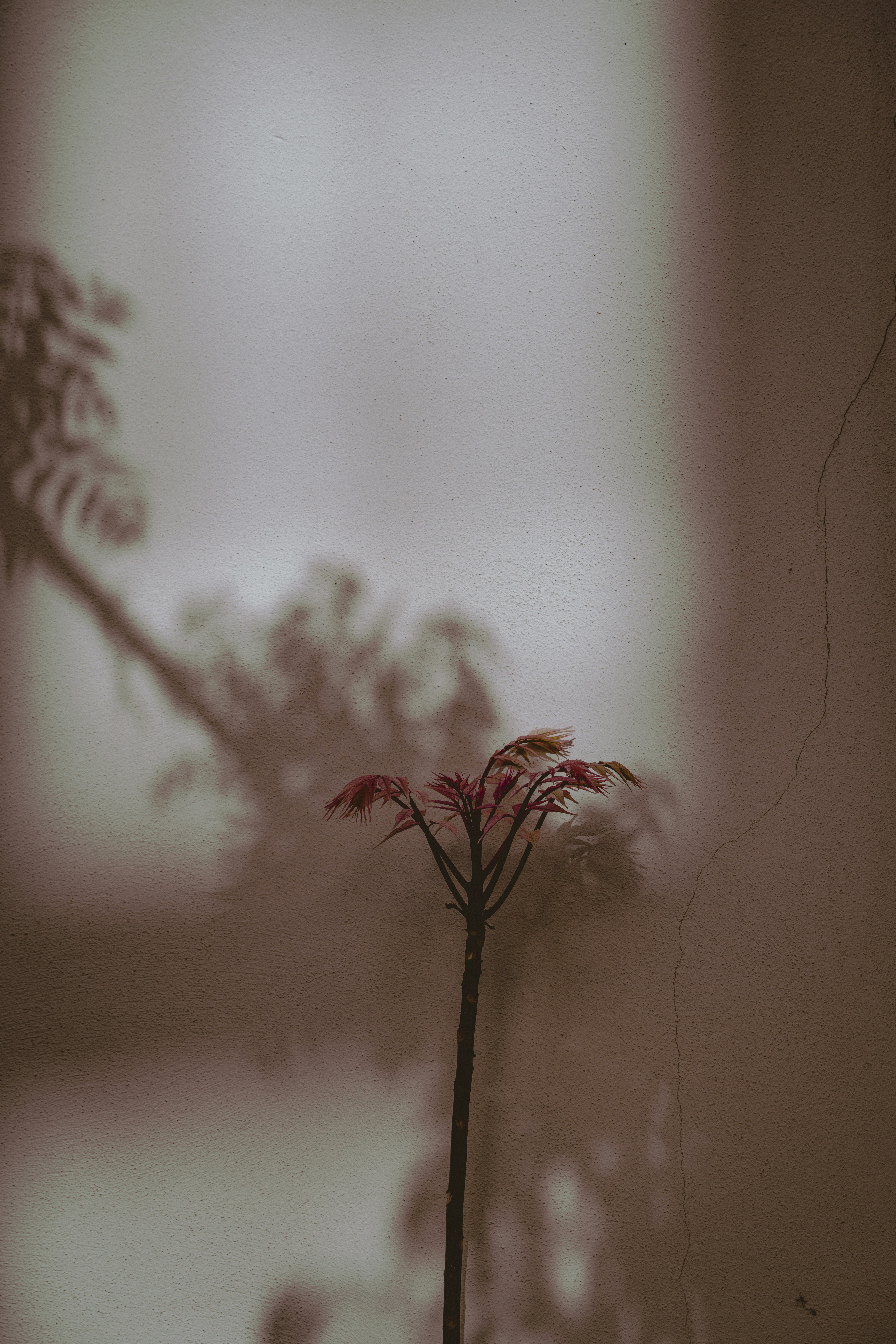 Delicate plant casting intricate shadows on a textured wall, creating a serene and contemplative atmosphere.