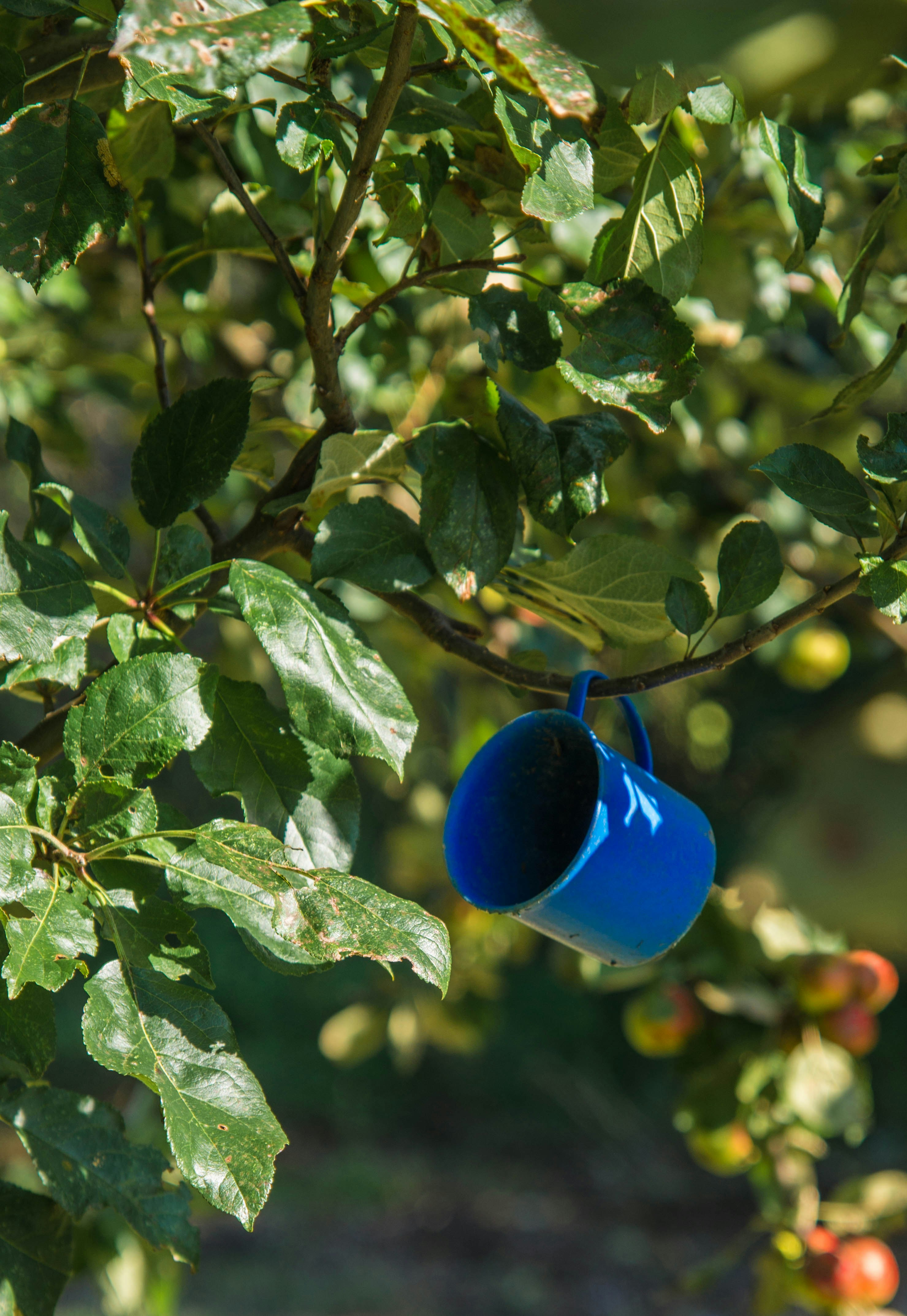 Azure Cup Adrift in a Canopy of Green