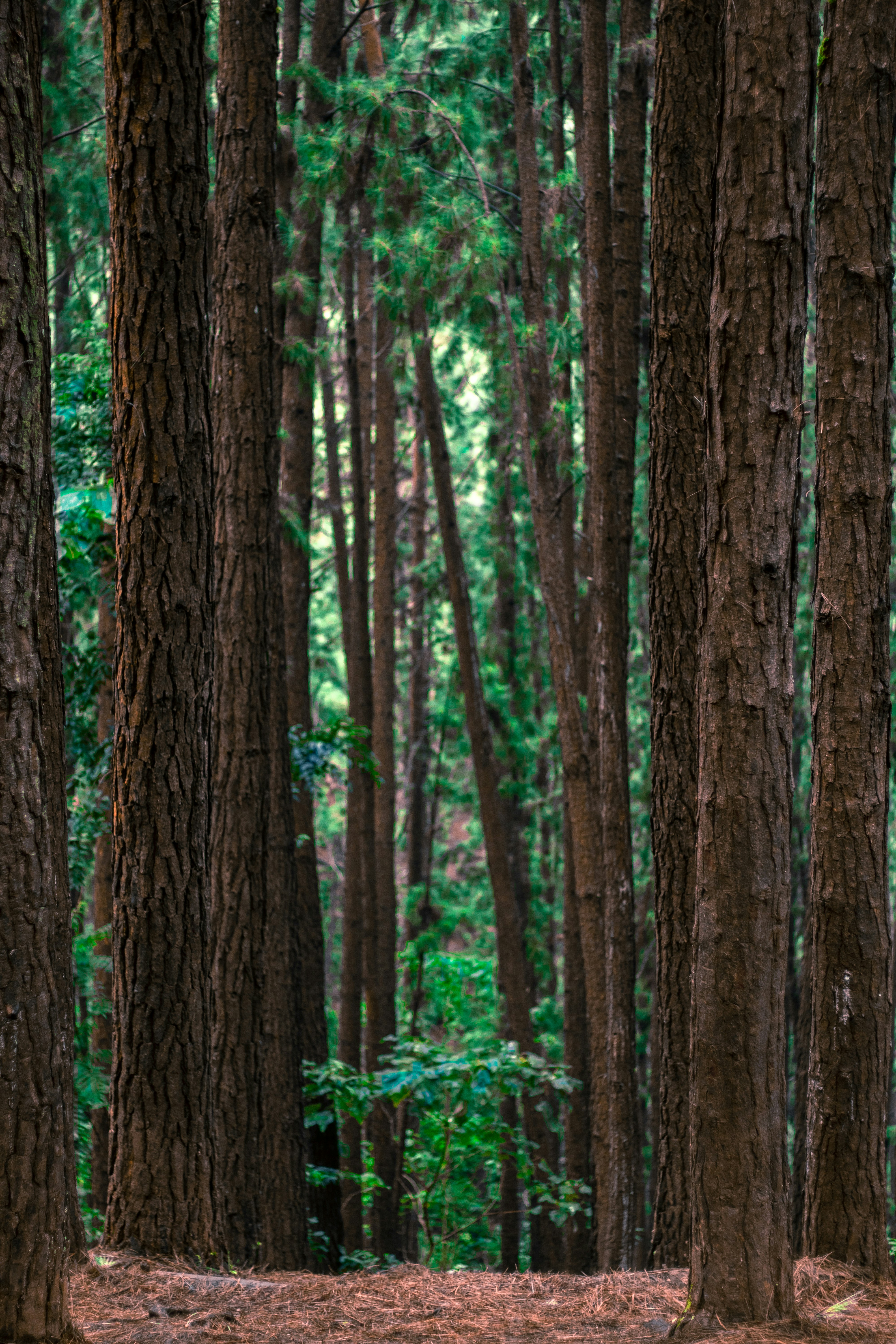 Brown tree trunk during daytime photo – Free Vagamon Image on Unsplash
