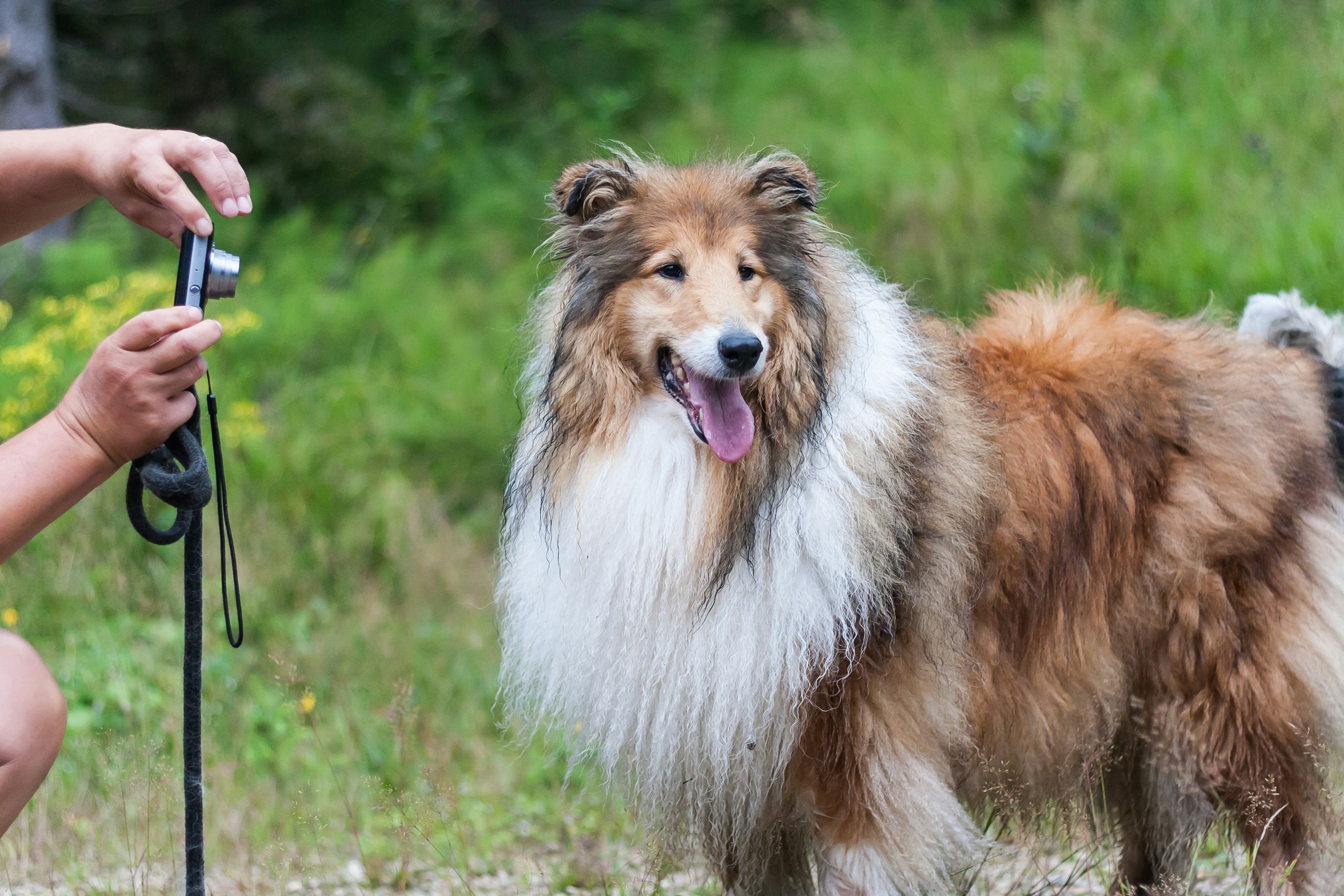 Golden-Haired Collie in Park Lighting Enthralled by Human with Kamera