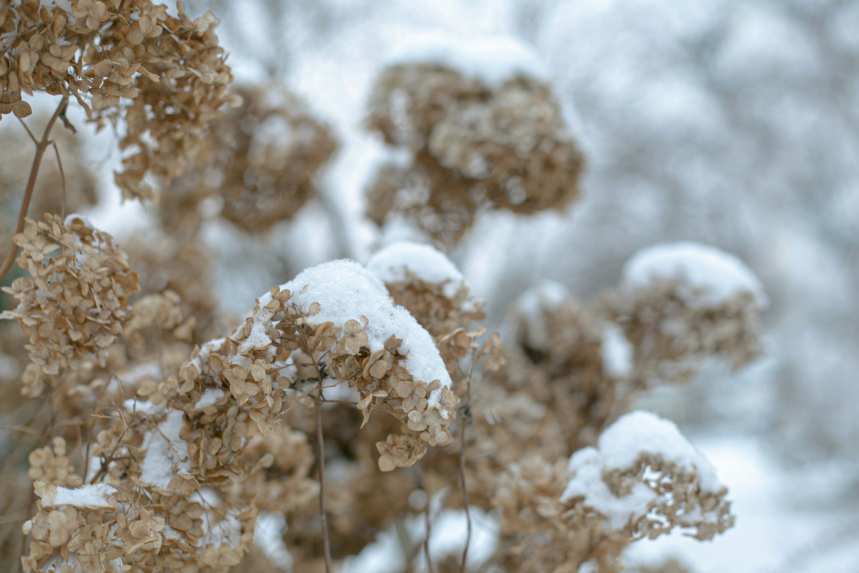Dried hydrangea blossoms dusted with fresh snow in a serene winter landscape.