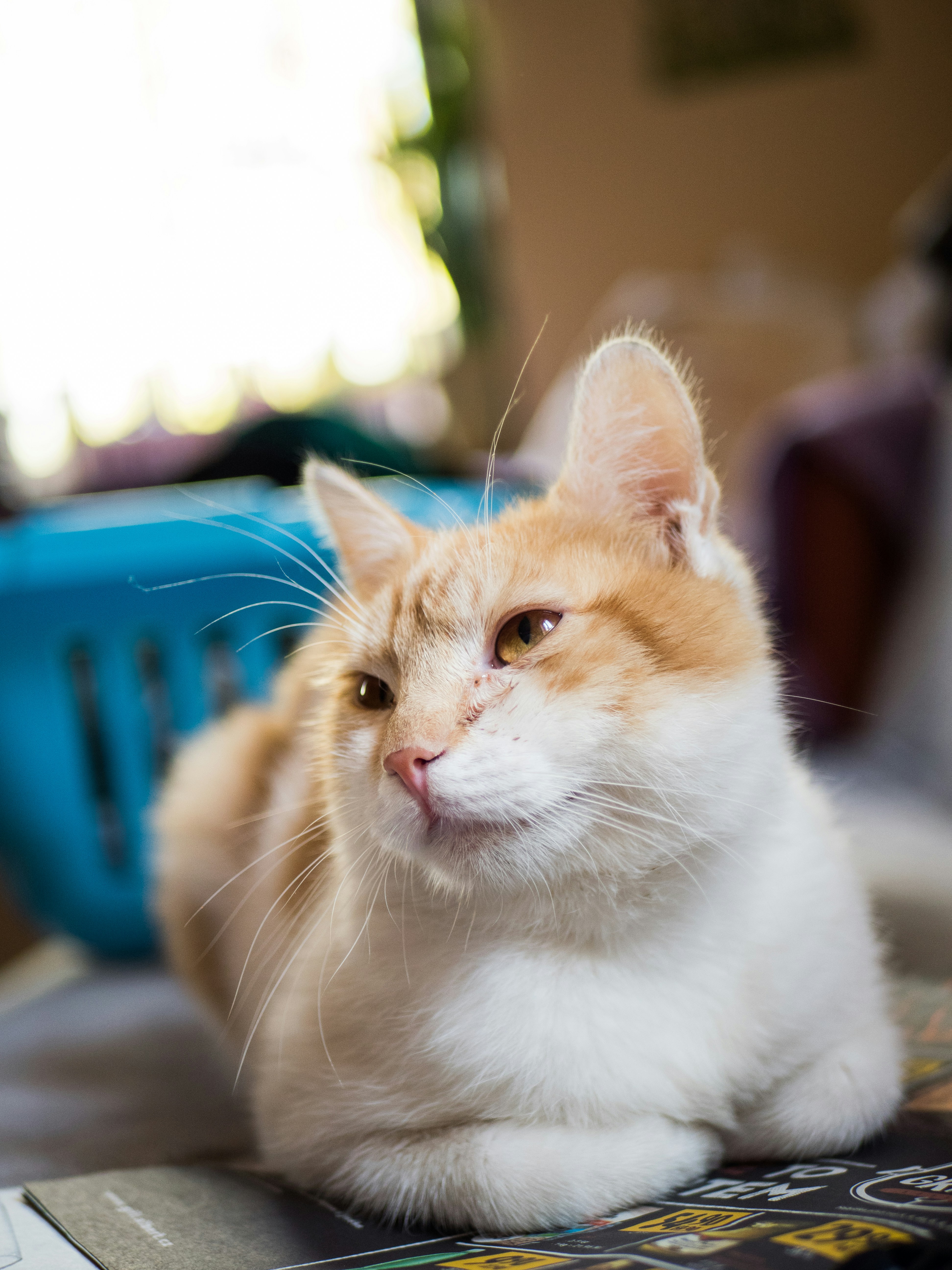 Warmth and Whiskers: A Contemplative Cat by a Sunlit Window