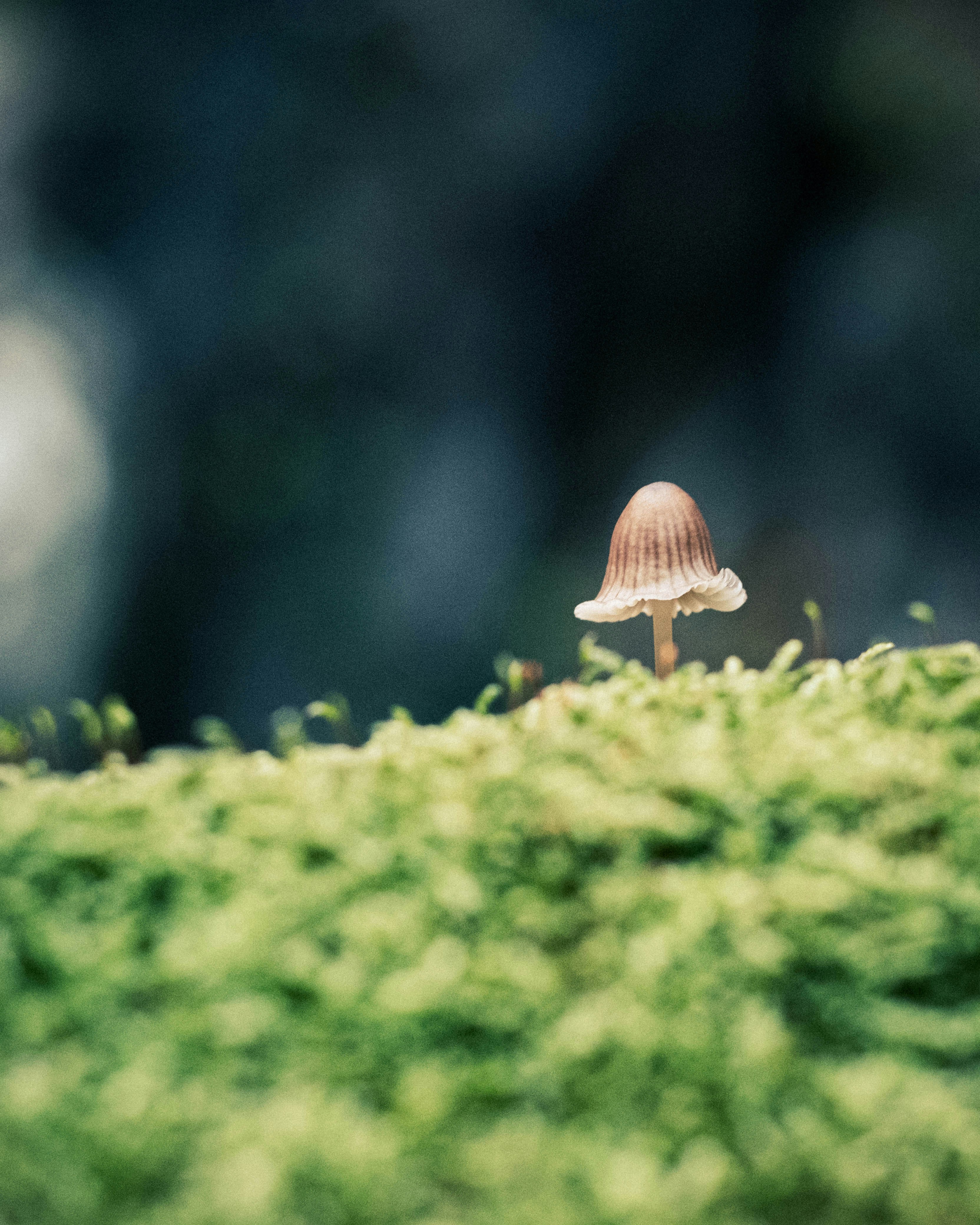 Moss Crown: A solitary mushroom on emerald carpet under hush-quiet light