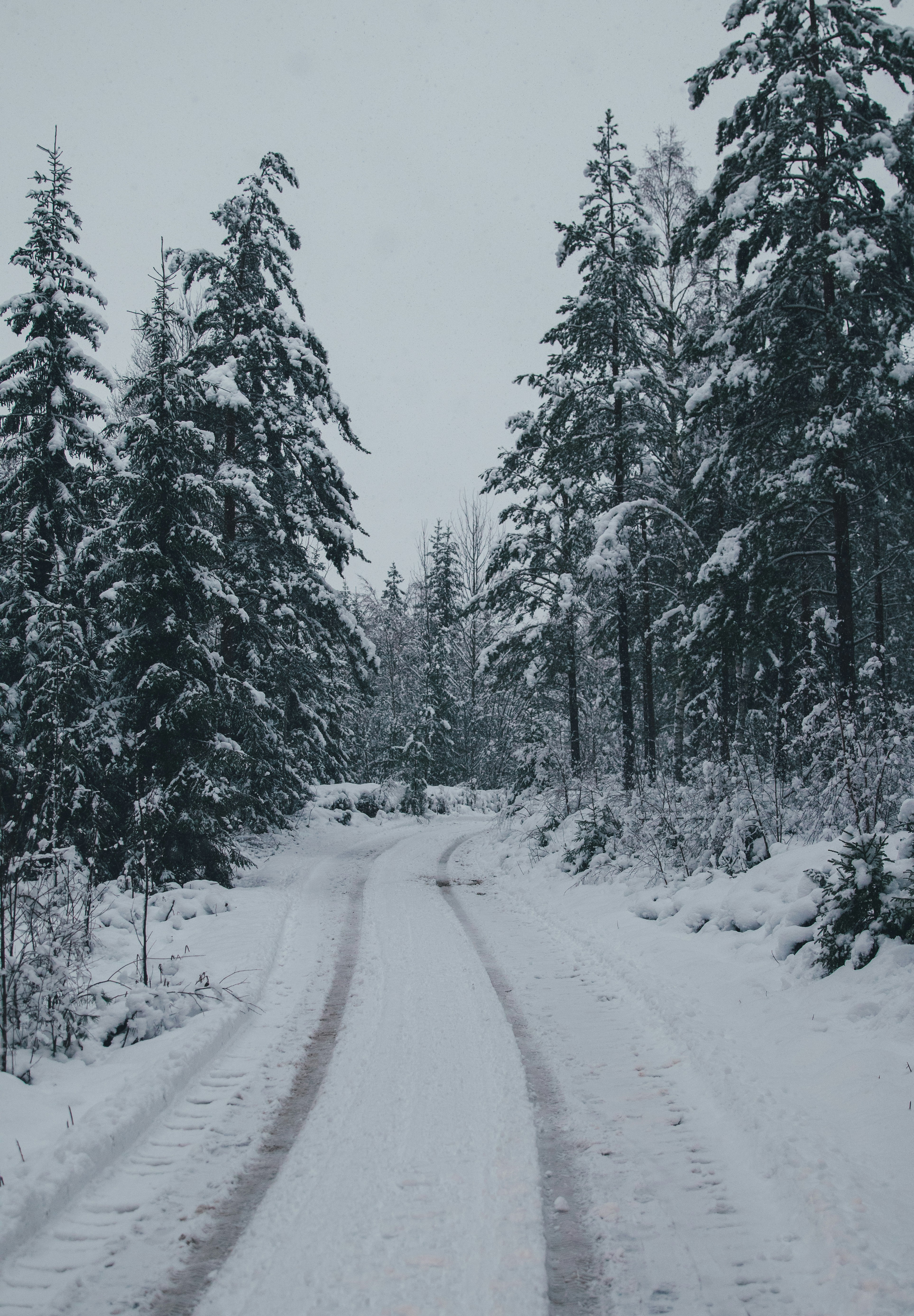 Snow covered road between trees during daytime photo – Free Grey Image on Unsplash