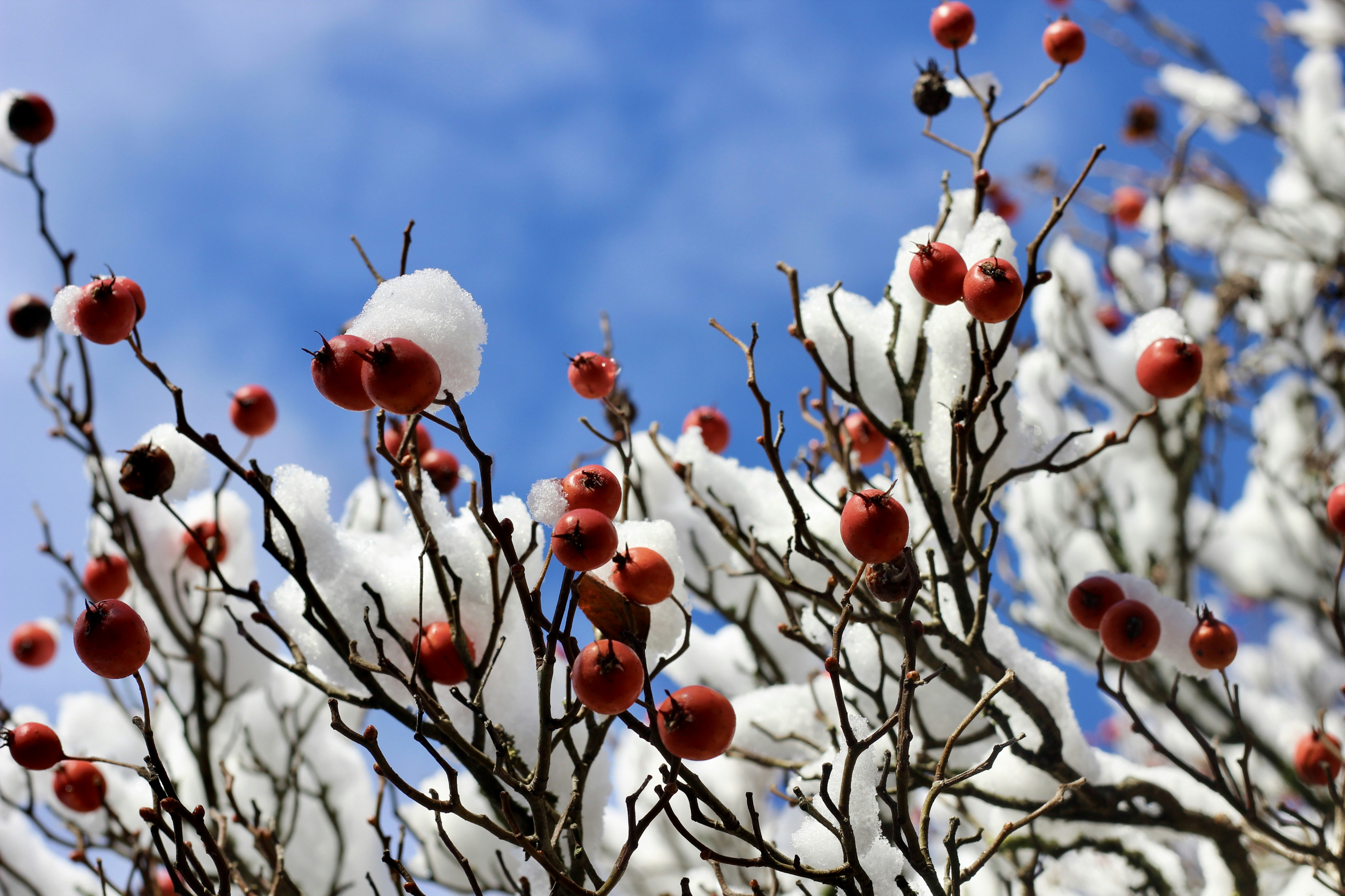 Bright red berries on snow-laden branches against a clear blue sky.