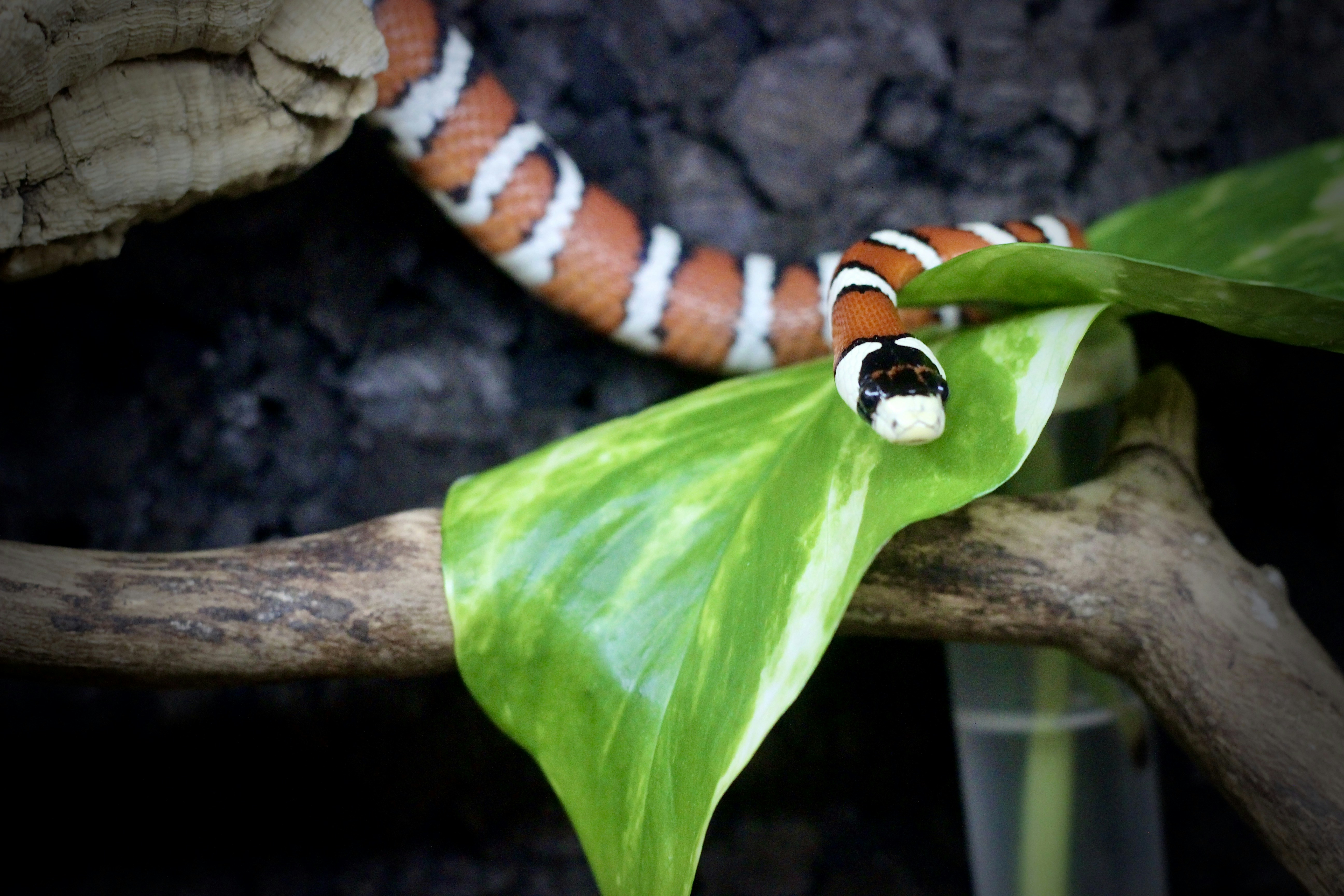A striking snake coiled on a vibrant green leaf, showcasing its vivid colors against a dark backdrop. The intricate patterns highlight the beauty of this reptilian marvel.