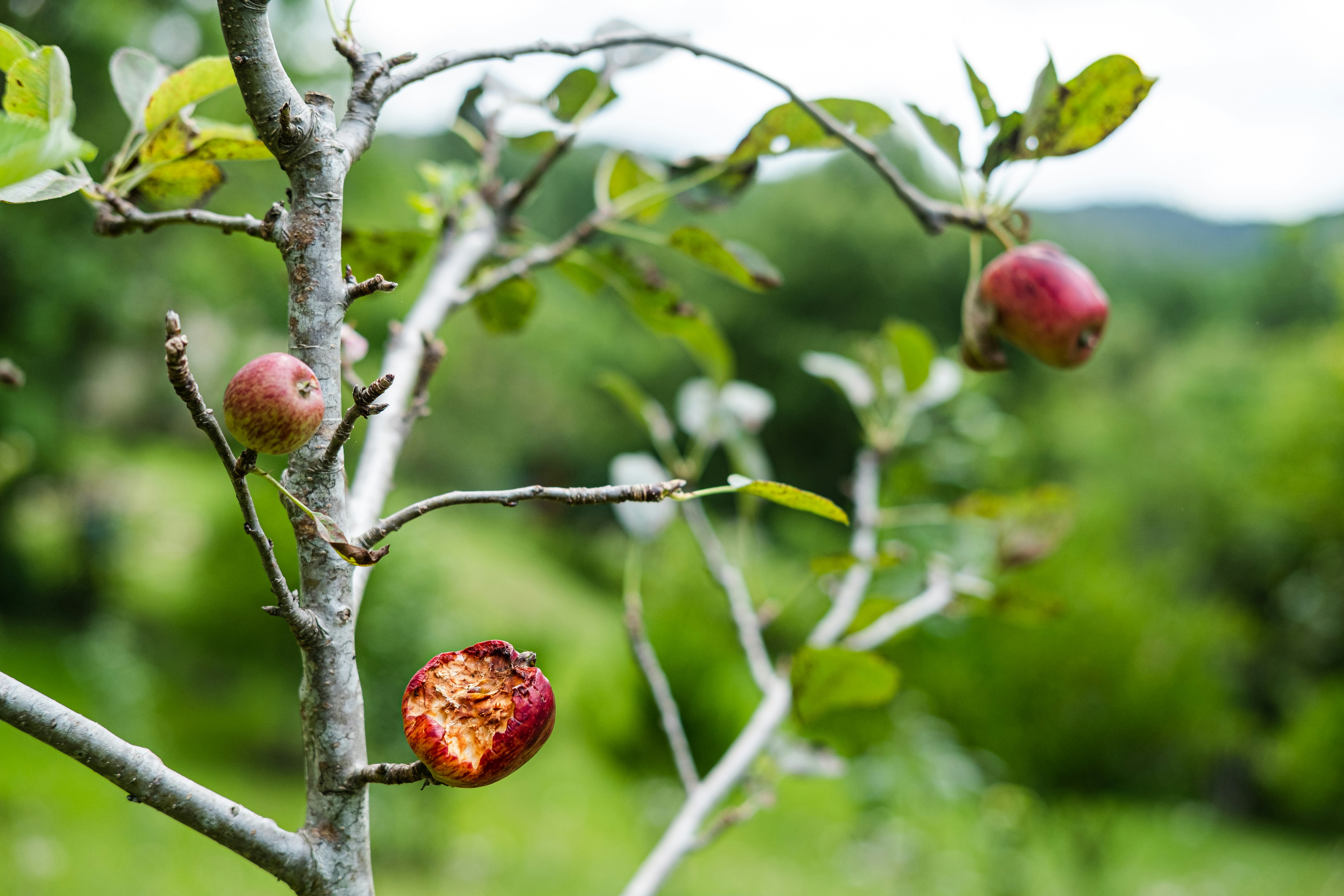 Red round fruit on tree branch during daytime photo – Free Apples Image ...