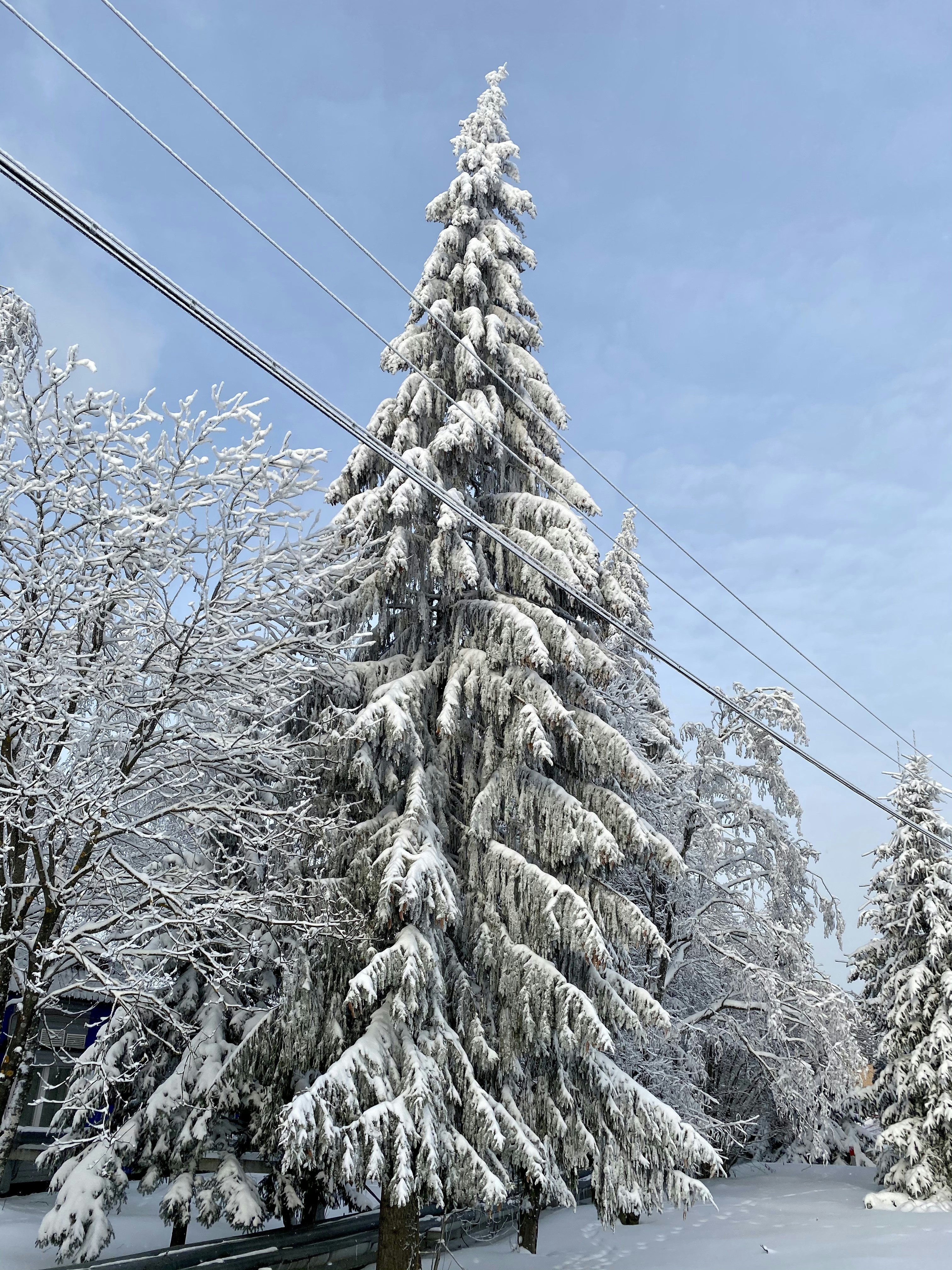 A majestic evergreen tree draped in heavy snow under a clear blue sky, showcasing the serene beauty of winter. Power lines subtly intersect the scene, adding a touch of modernity.
